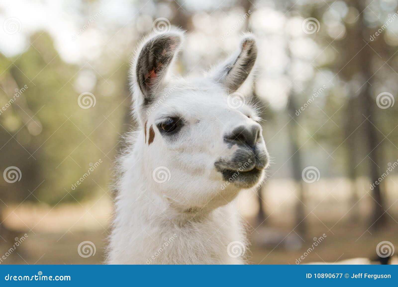 Lama Blanc Avec Le Fond Brouillé Image stock - Image du dessus, lama ...
