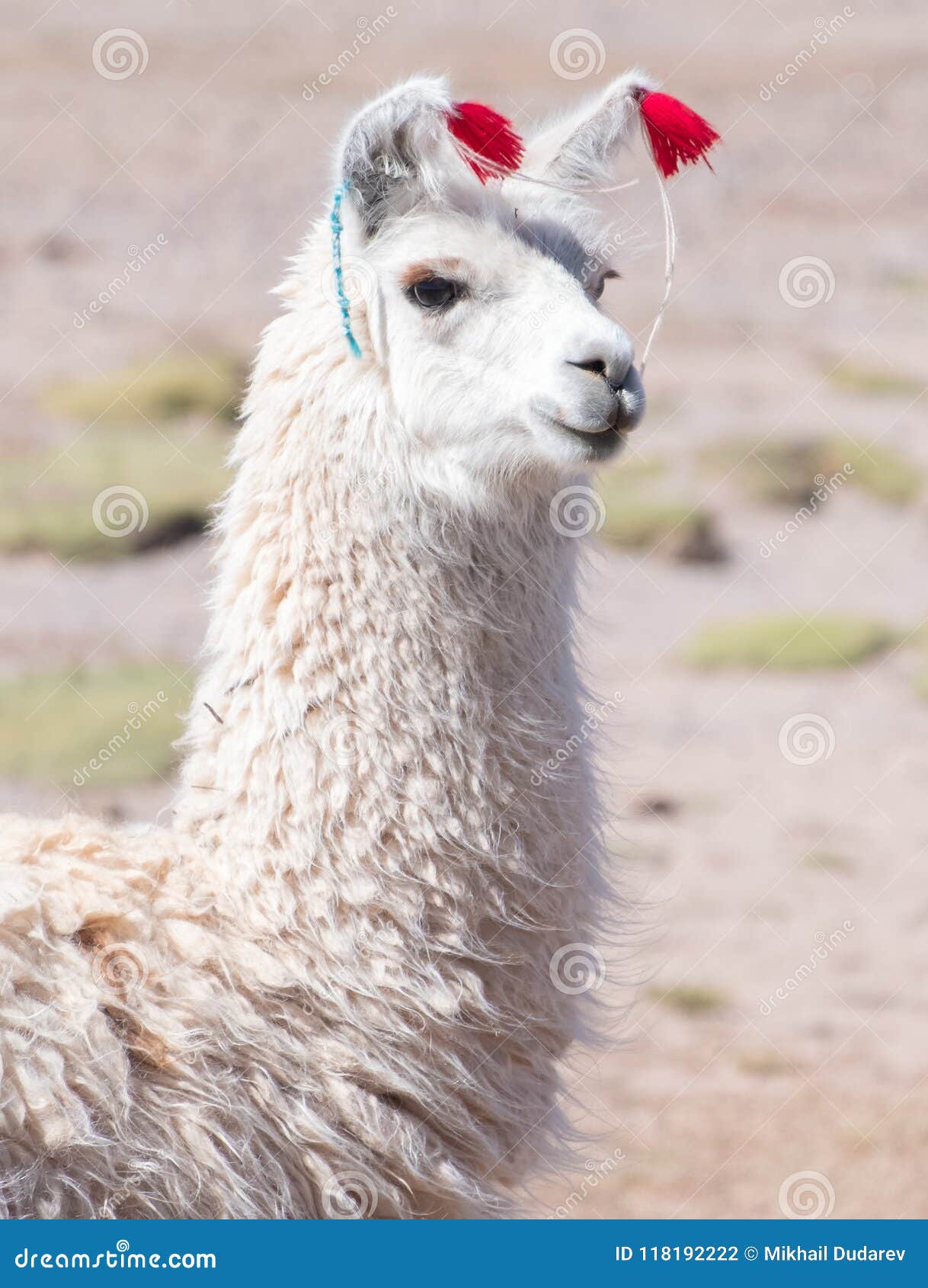 Lama blanc décoré photo stock. Image du décoré, extérieur - 118192222