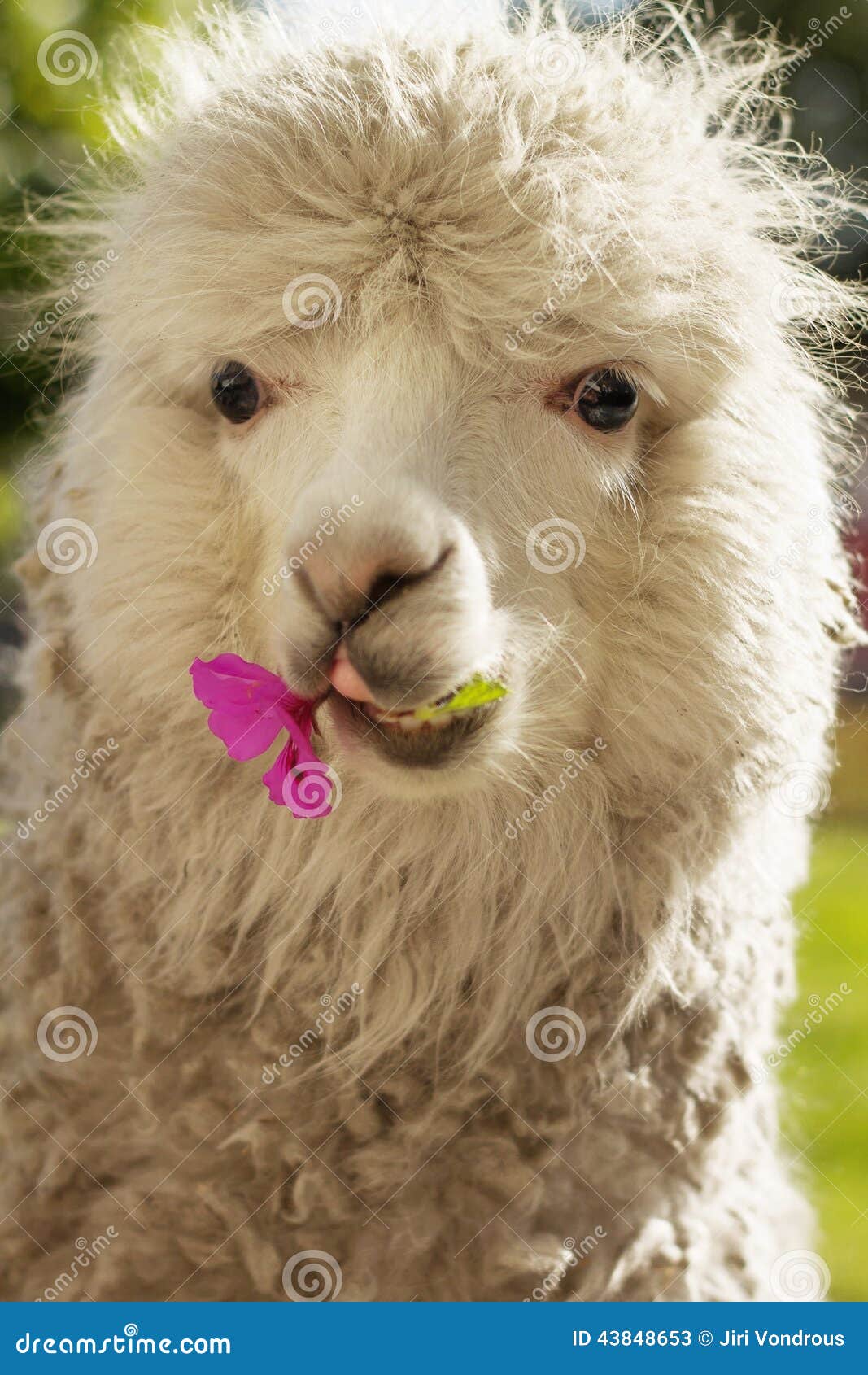 Lama Blanc Mâchant La Fleur De Lila Image stock - Image du altitude ...