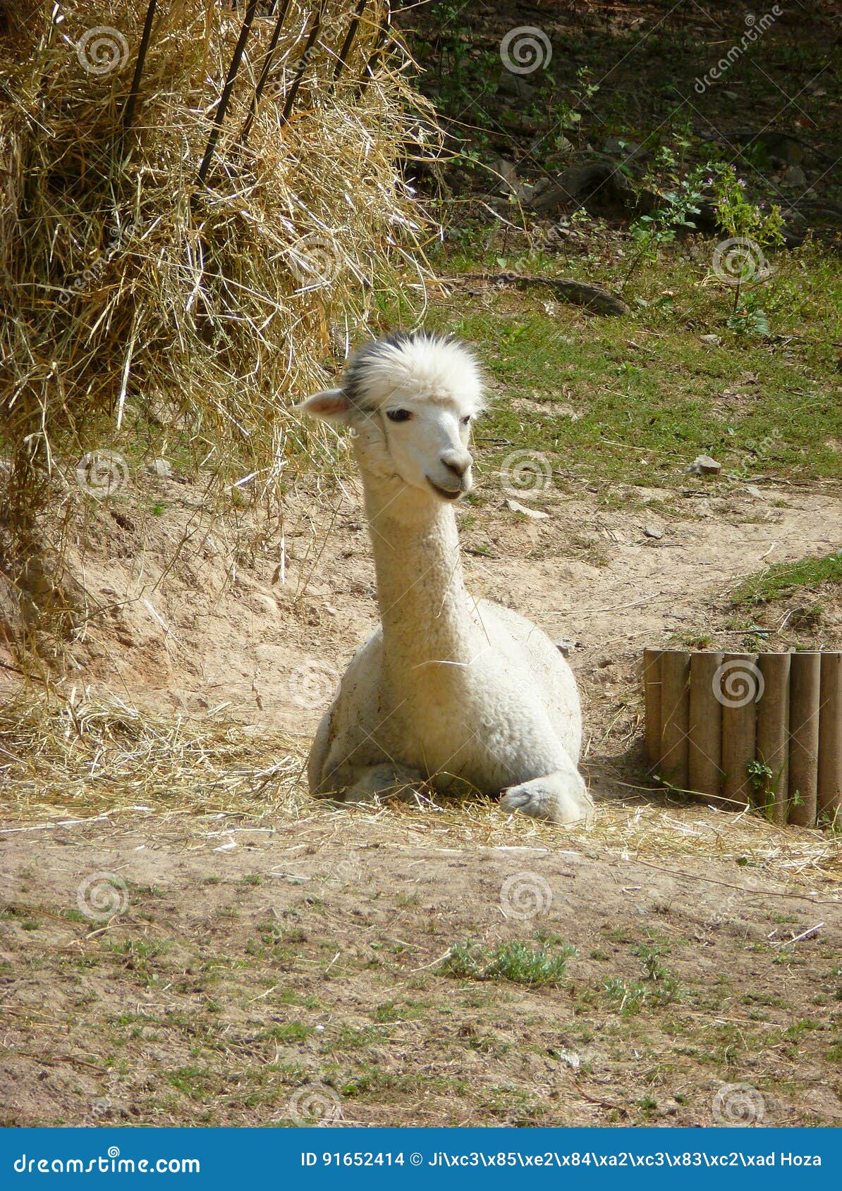 Lama Blanco Que Descansa Sobre La Tierra Foto de archivo - Imagen de ...