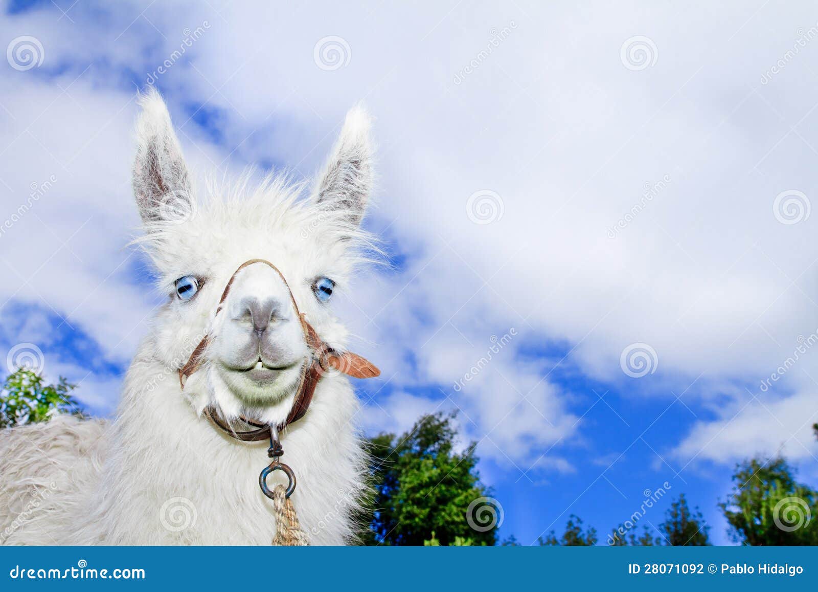 Lama with Blue Skyes and Clowds Stock Photo - Image of fair, dignified ...