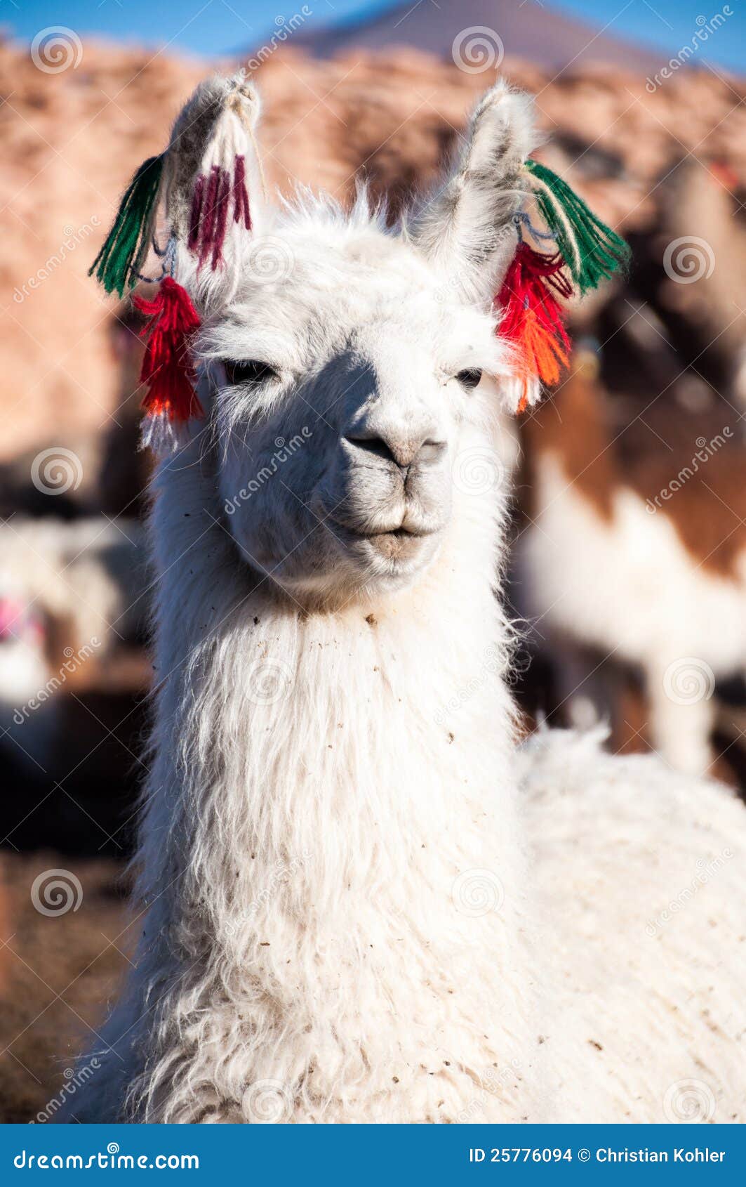 Lama in Bolivia stock photo. Image of america, animal - 25776094