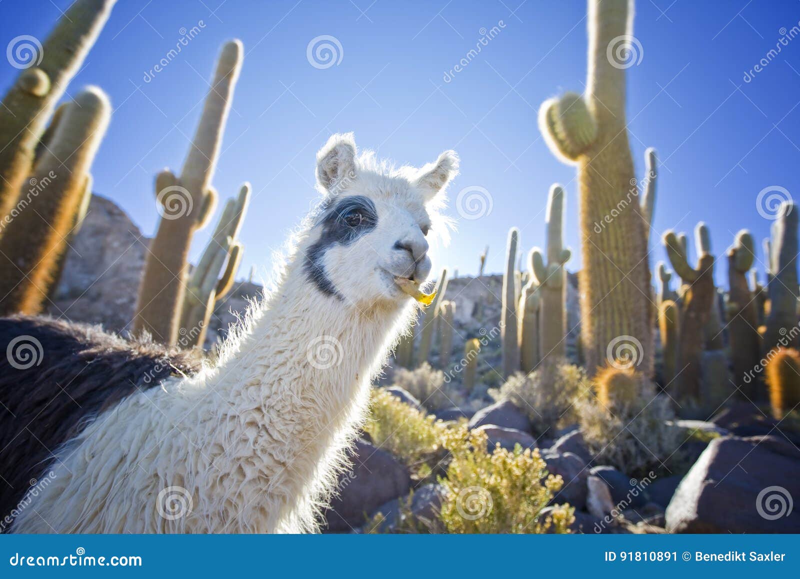 Lama in Bolivia stock image. Image of wild, black, latin - 91810891