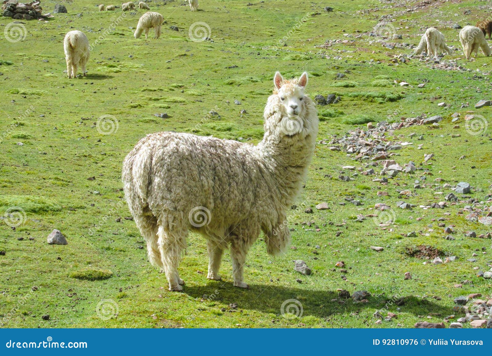 Lama Branca Macia No Altiplano Foto de Stock - Imagem de doméstico ...