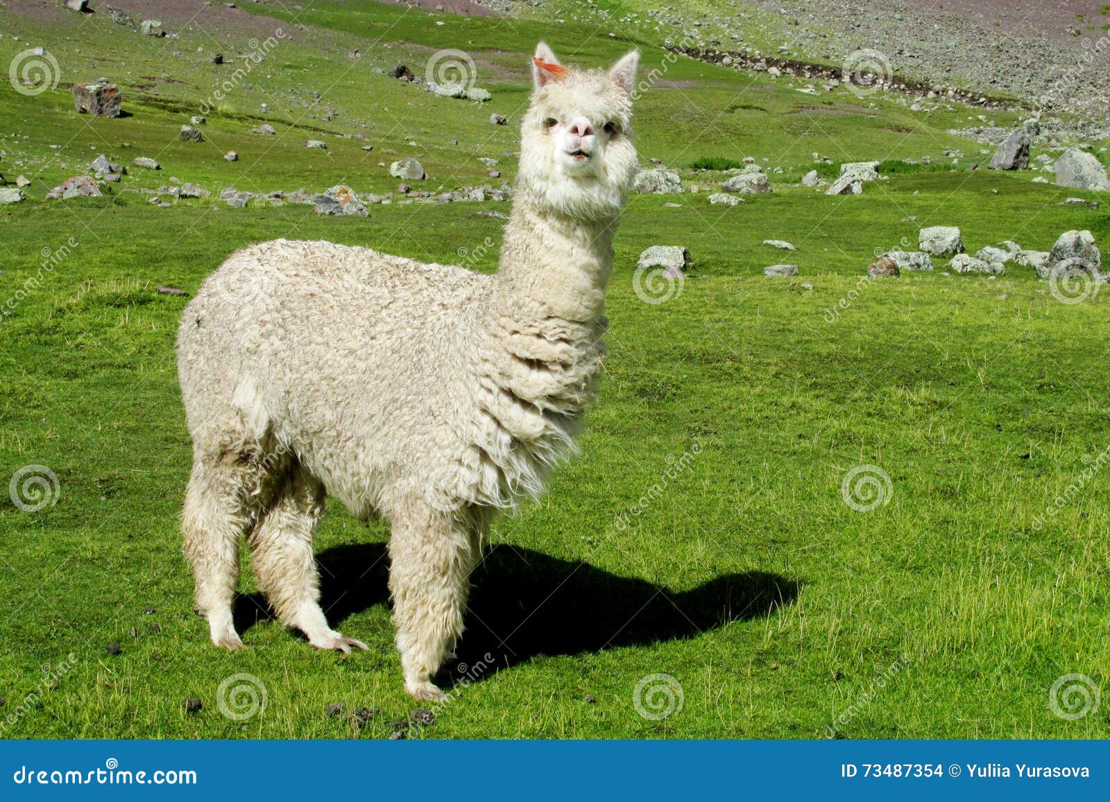 Lama Branca Na Grama De Prado Verde Foto de Stock - Imagem de gado ...