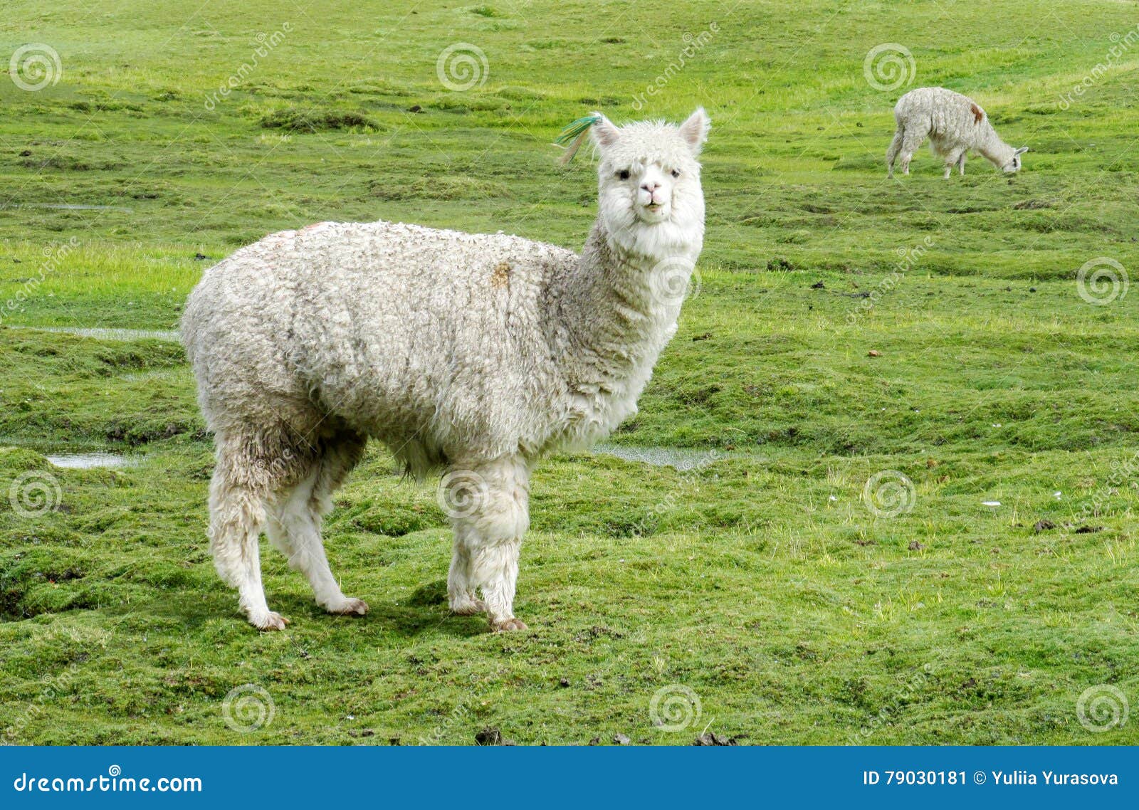 Lama branca no prado verde imagem de stock. Imagem de animais - 79030181
