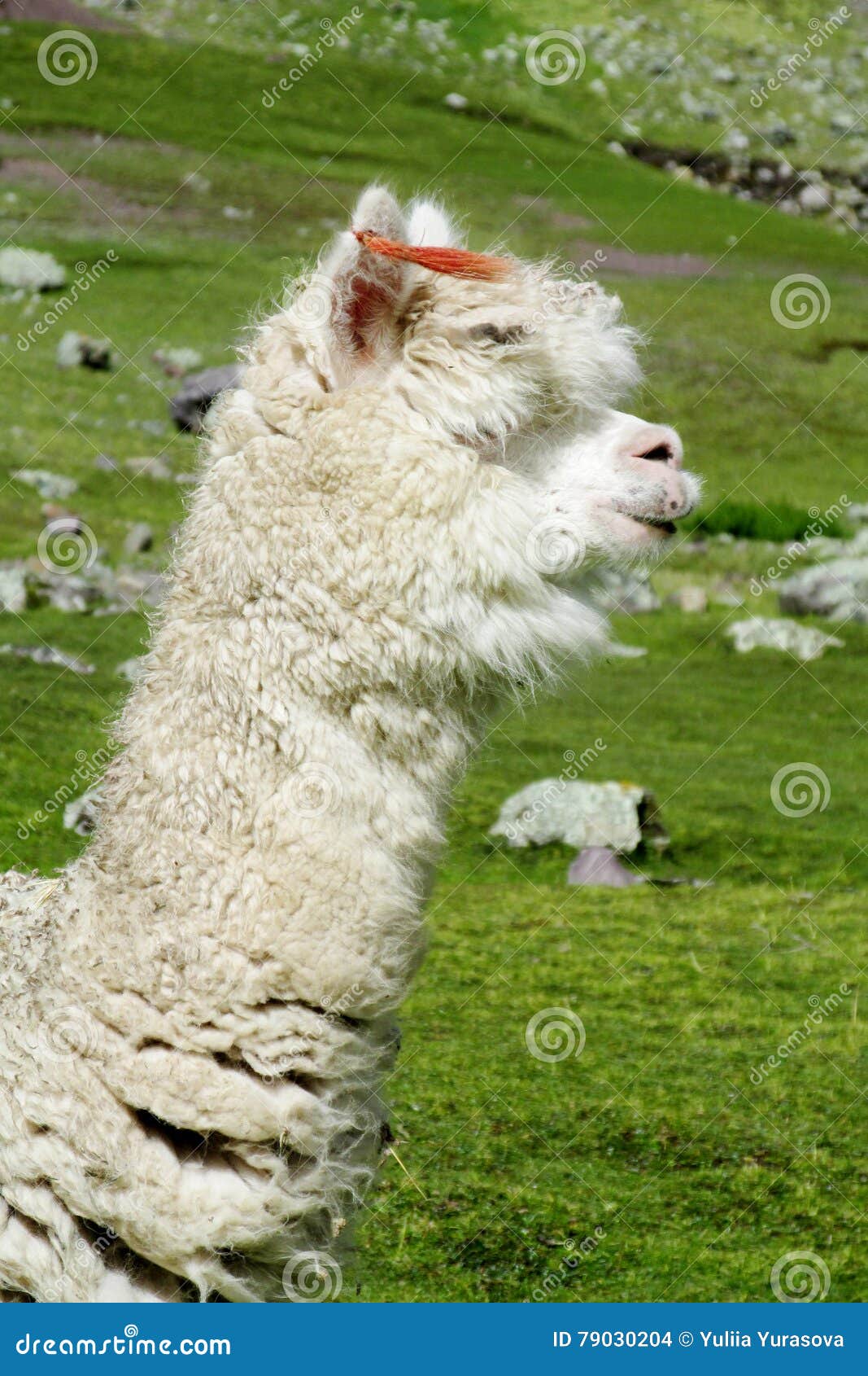 Lama branca no prado verde foto de stock. Imagem de verde - 79030204