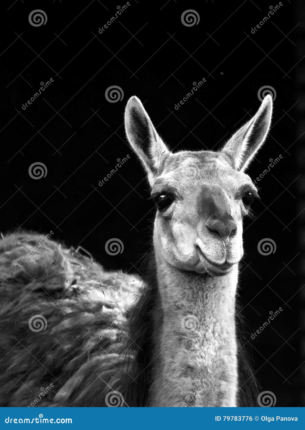 Lama stock photo. Image of pieces, mouth, close, outdoor - 79783776