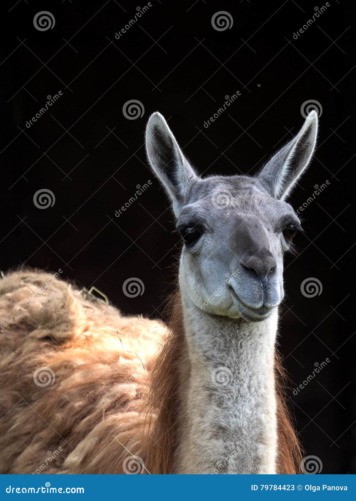 Lama stock image. Image of gray, animal, shreds, hair - 79784423