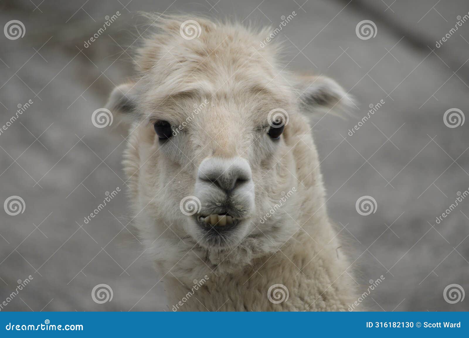 Lama stock photo. Image of face, closeup, lama, nature - 316182130