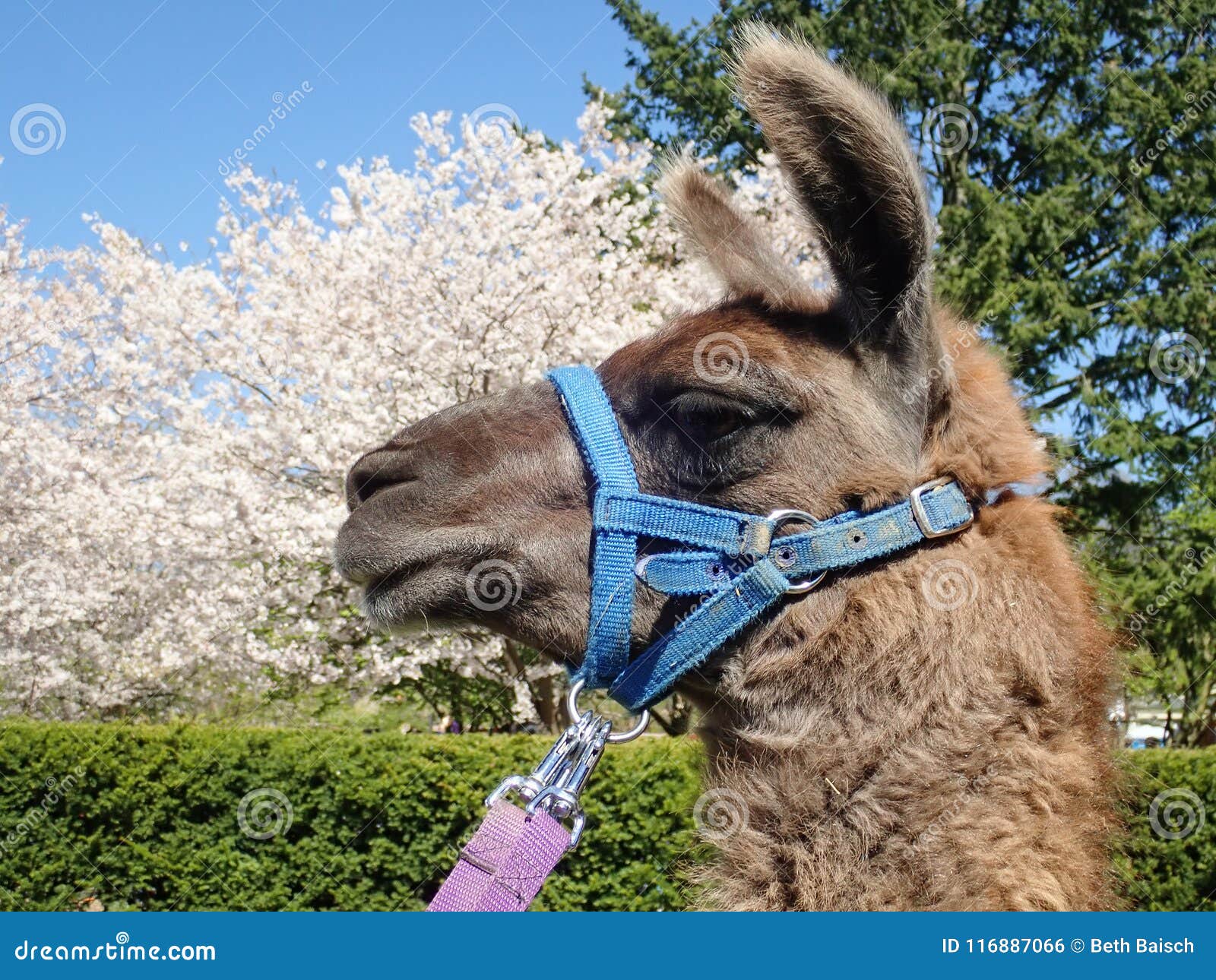Lama Com Cherry Blossoms No Parque Alto, Toronto Foto de Stock - Imagem ...