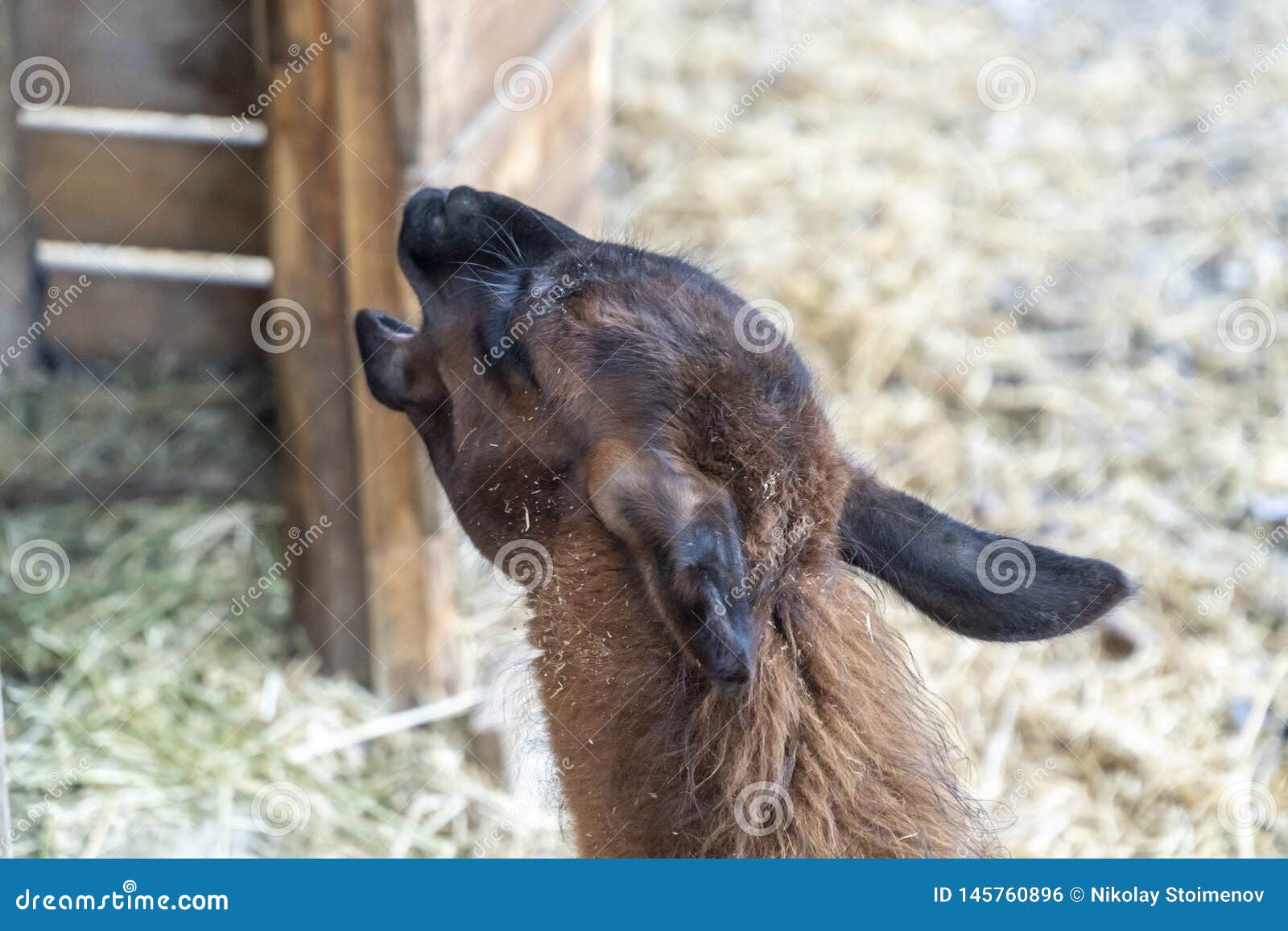 Lama cub back head stock photo. Image of andes, animal - 145760896