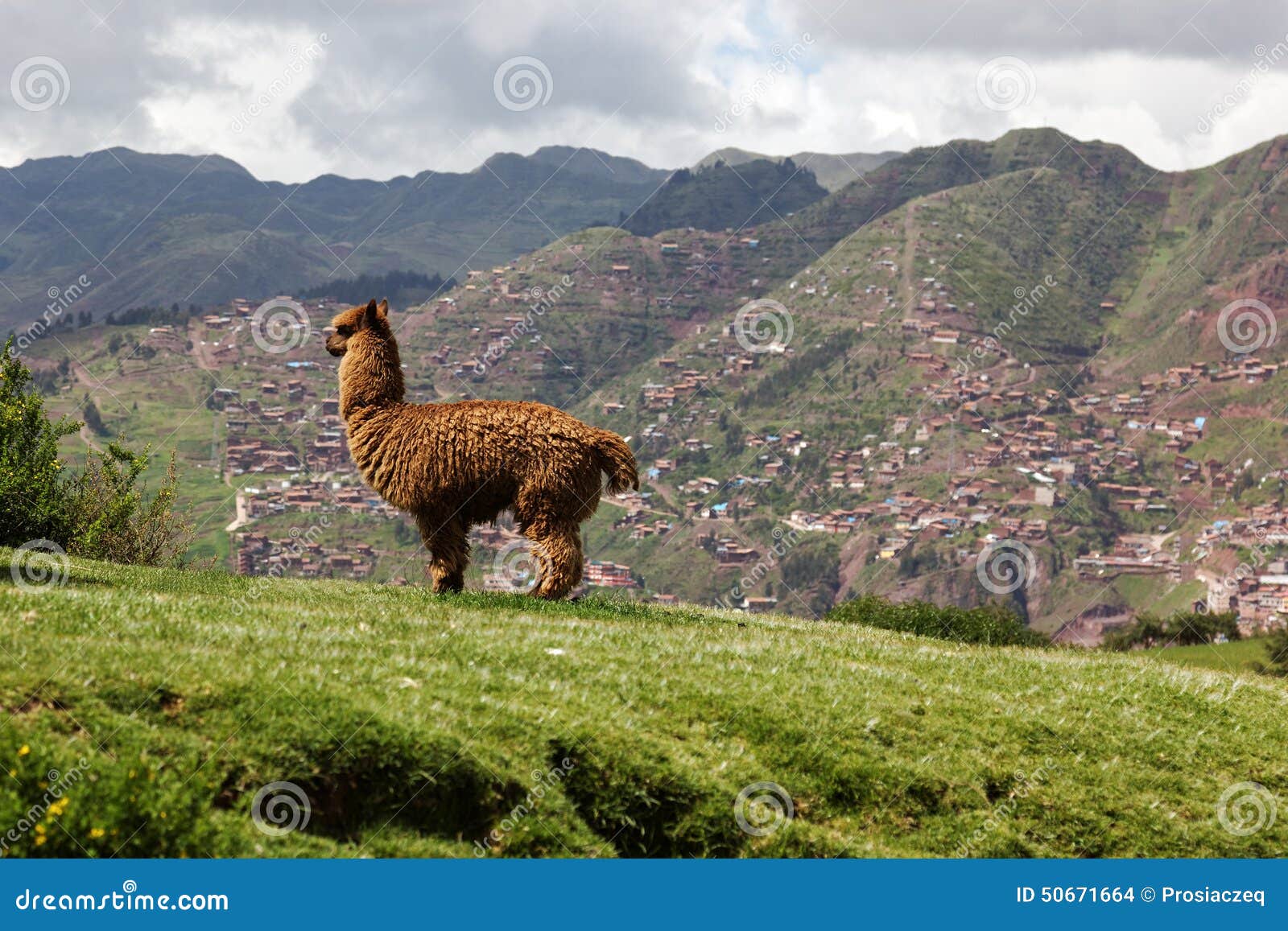 Lama in Cusco in Peru stockfoto. Bild von pelz, säugetier - 50671664