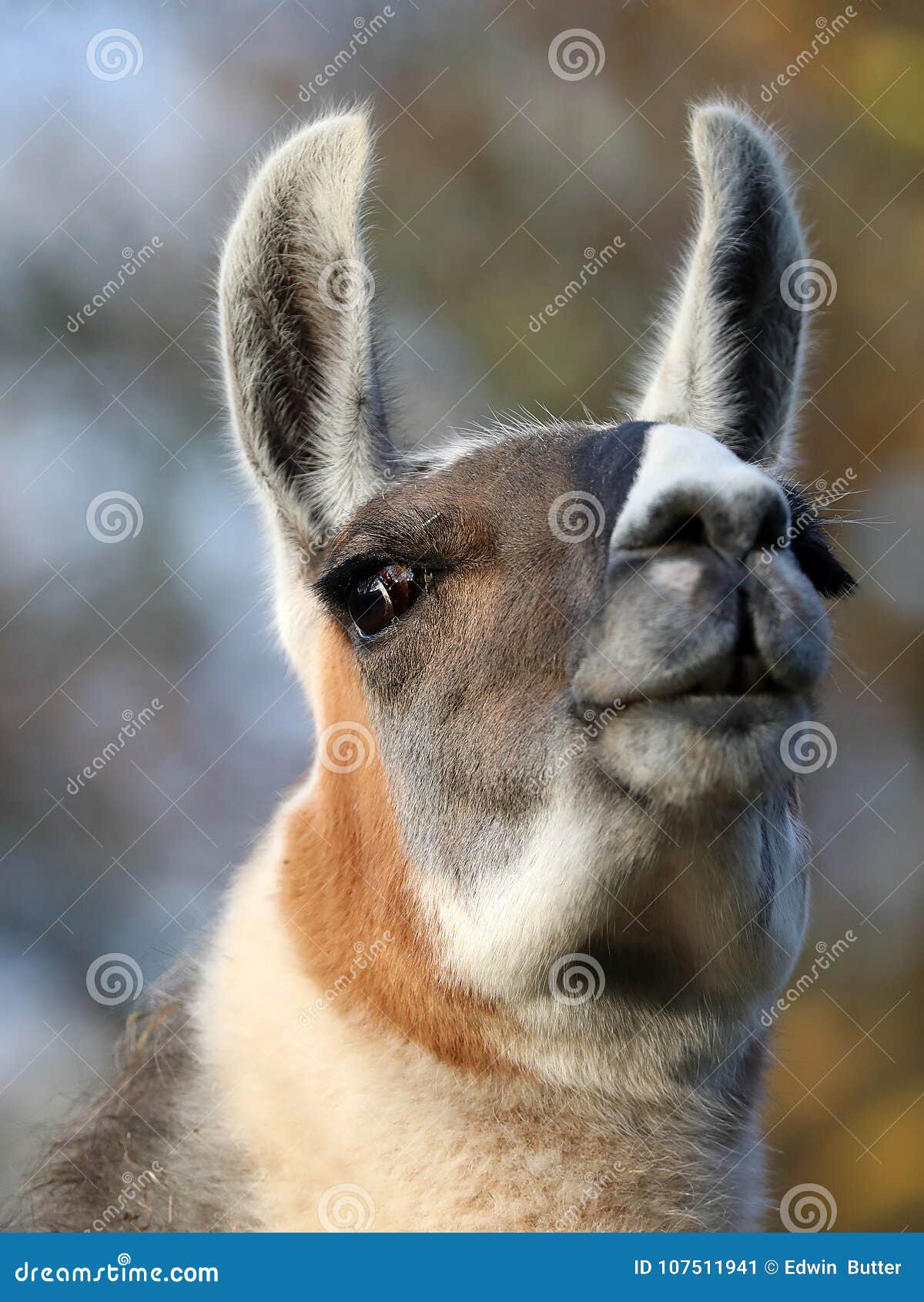 Lama stock image. Image of horizontal, llama, caravan - 107511941