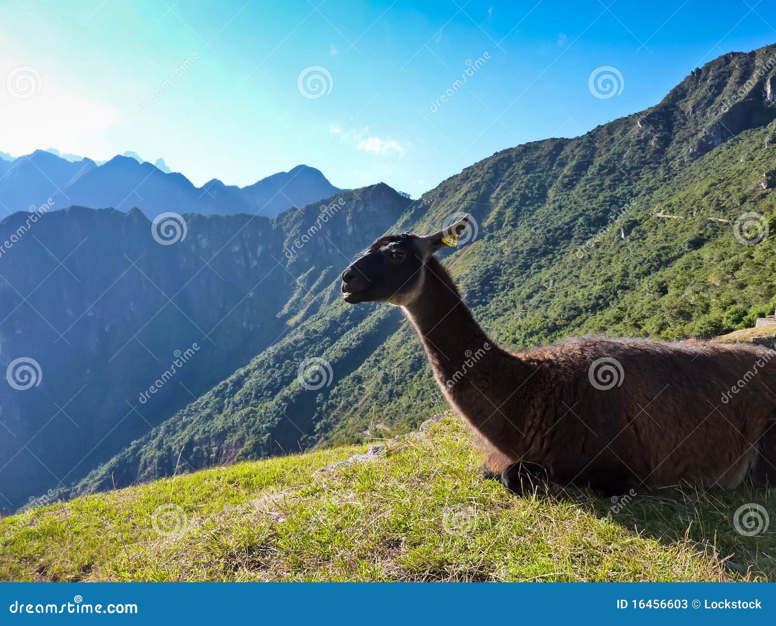 Lama del rastro del inca imagen de archivo. Imagen de america - 16456603