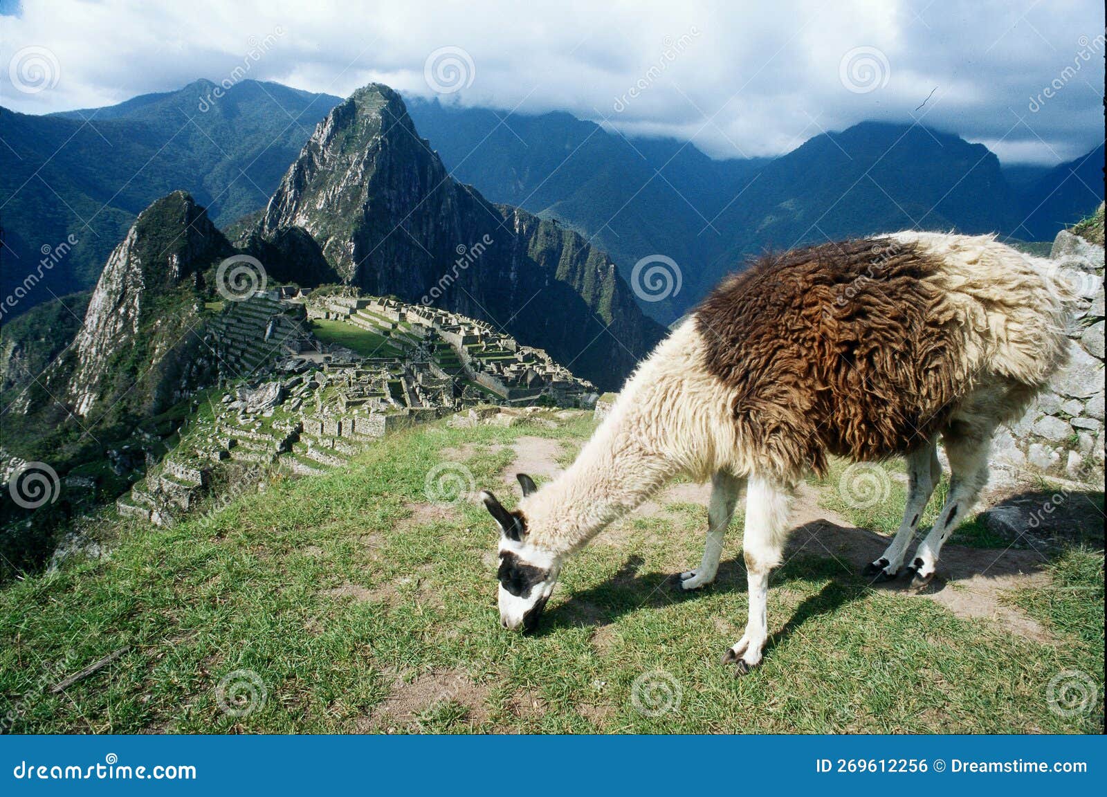 Lama Devant L'ancienne Ville Inca De Machu Picchu Photo stock - Image ...