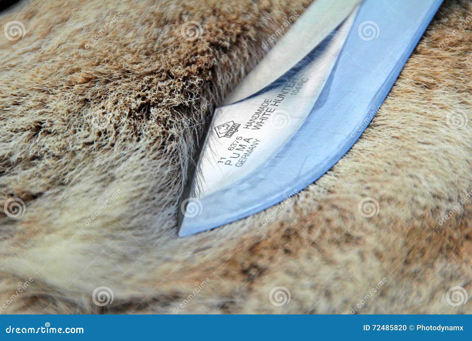Lama Di Coltello Bianca Del Cacciatore Del Puma Immagine Editoriale ...