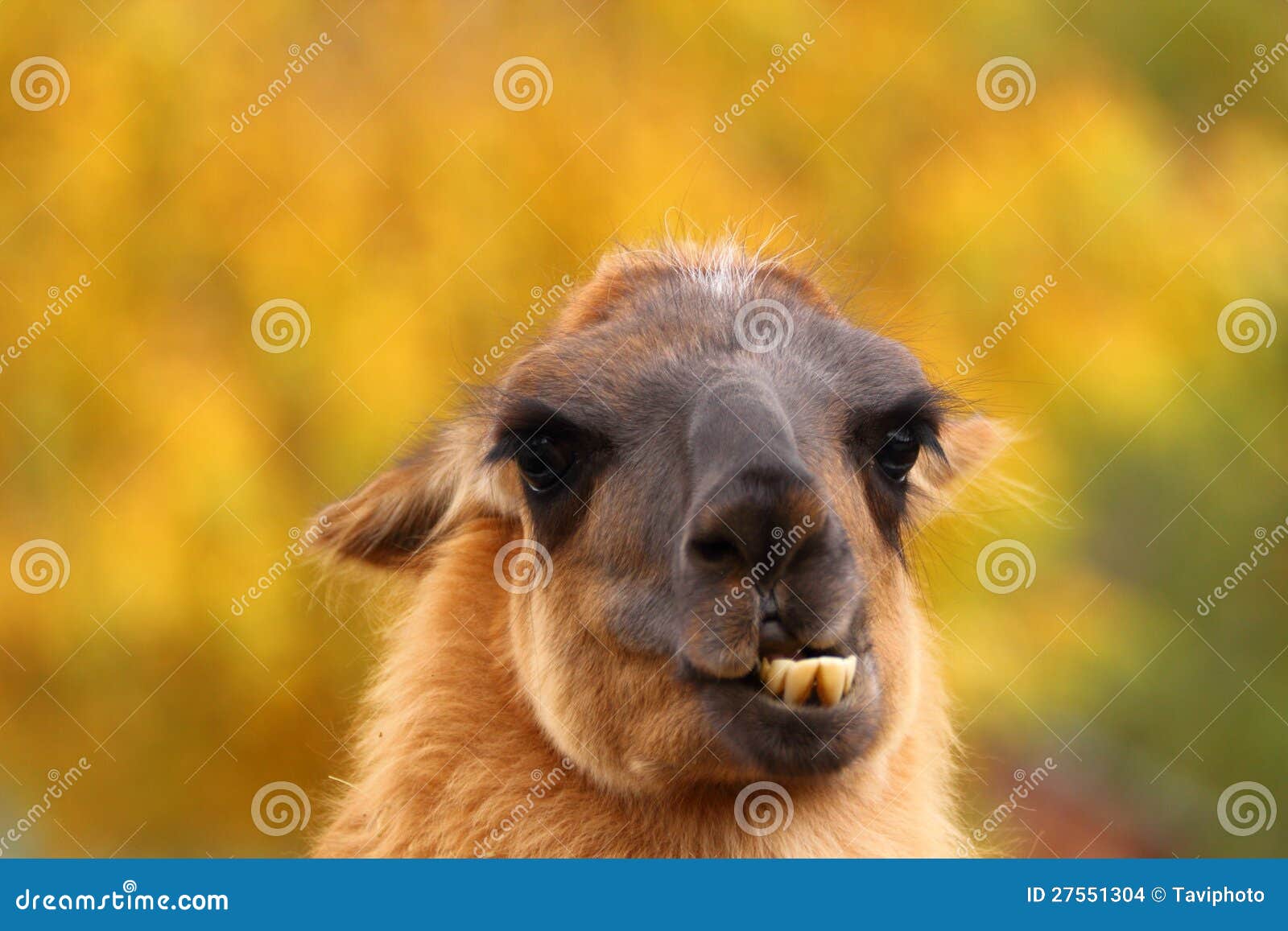 Lama die zijn teeht toont stock foto. Image of andes - 27551304