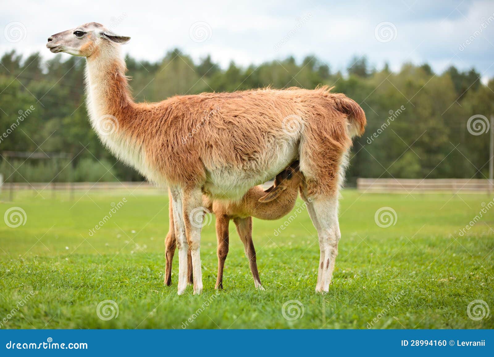 Lama Do Bebê Que Suga O Leite Foto de Stock - Imagem de fundo, pouco ...