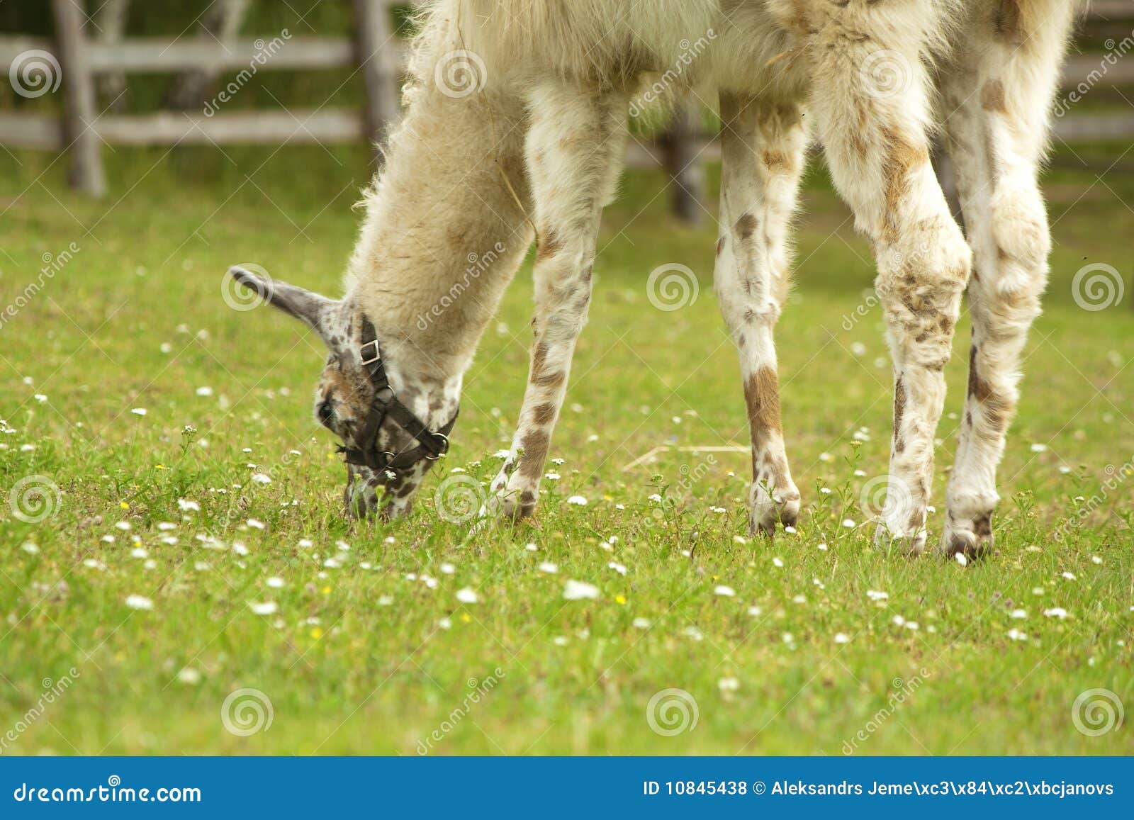 Lama eating grass stock photo. Image of area, landscape - 10845438