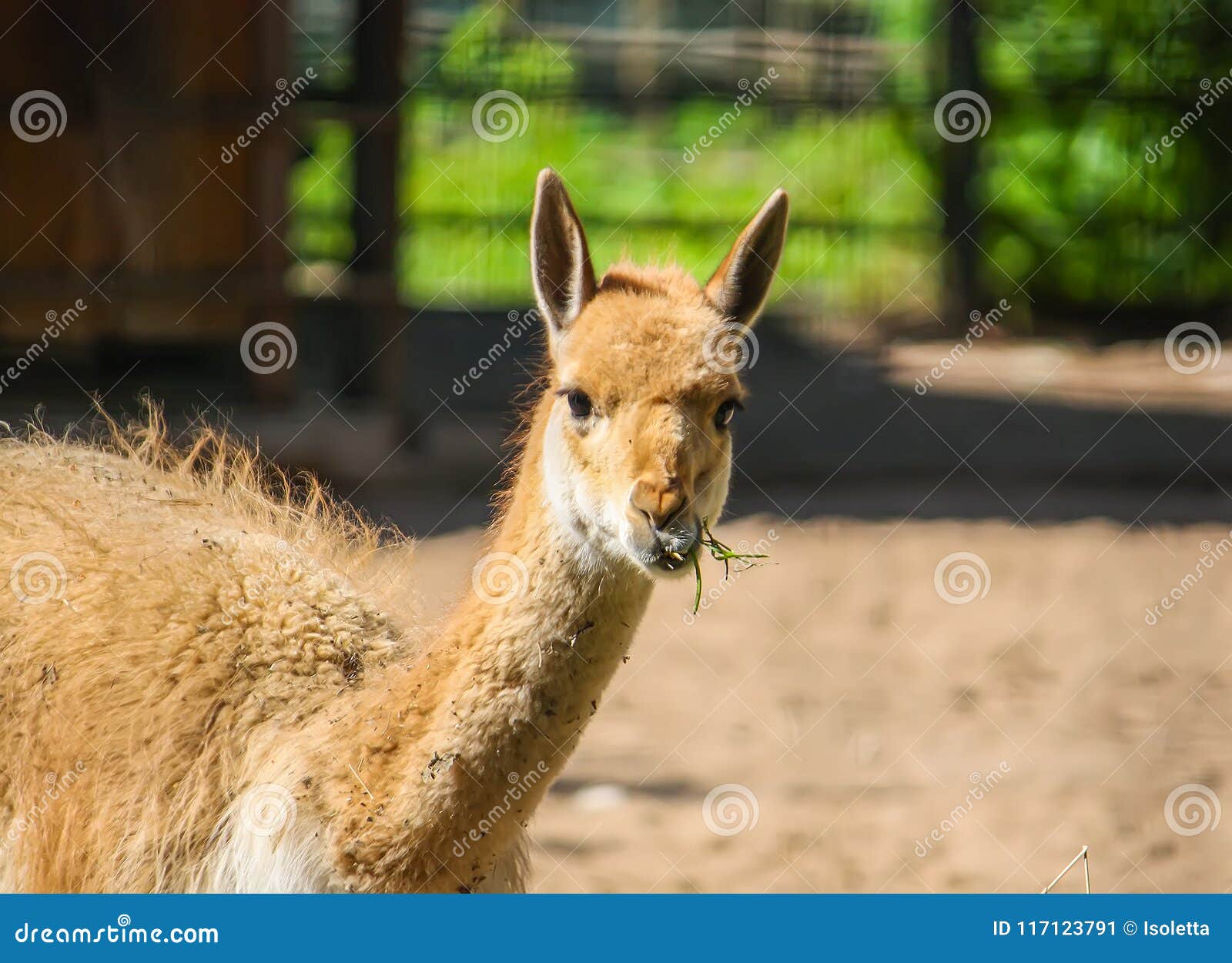 Lama Eating Hay in Zoological Garden Stock Image - Image of wool ...