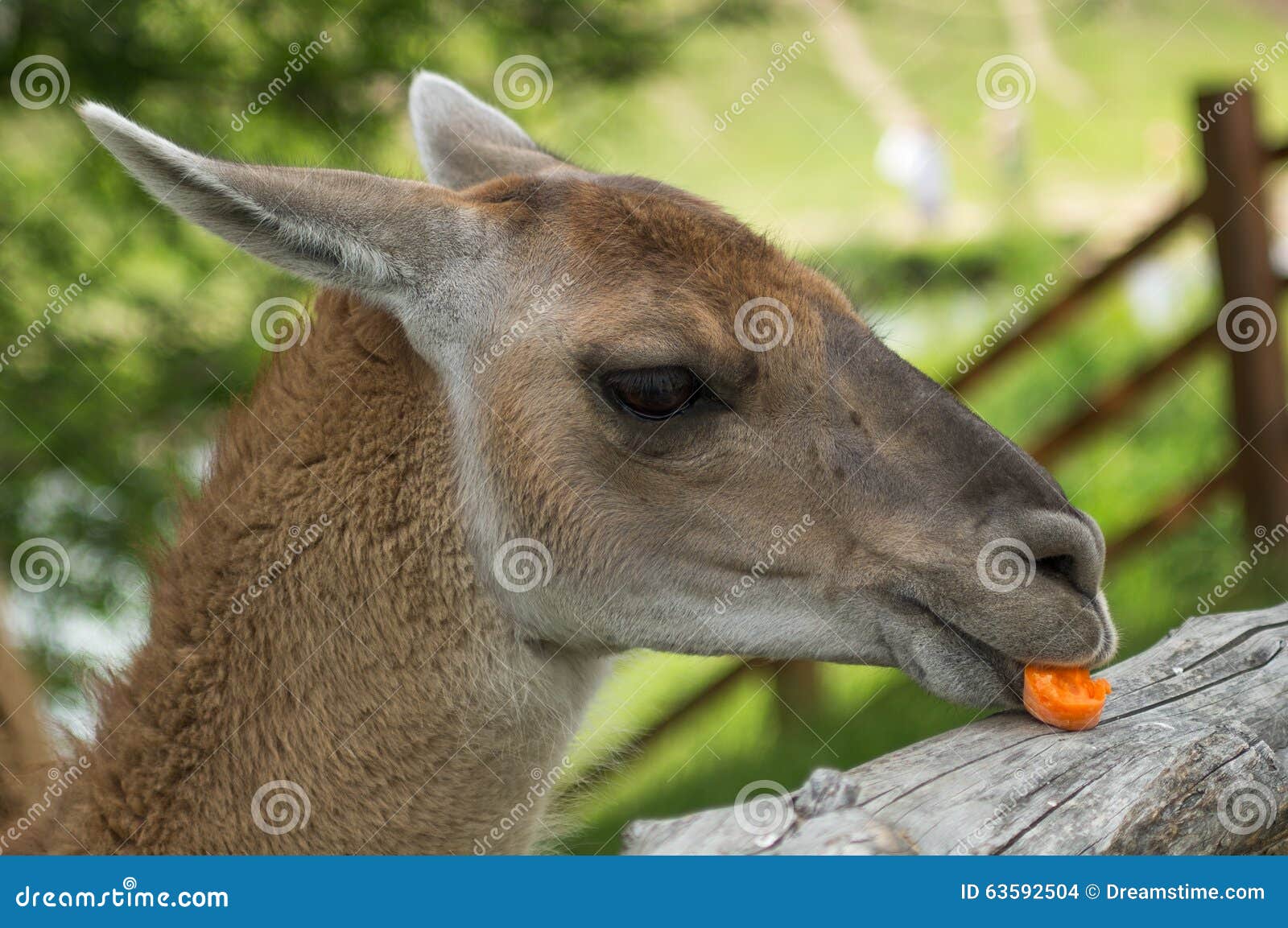 Lama stock photo. Image of animal, lama, nature, safari - 63592504