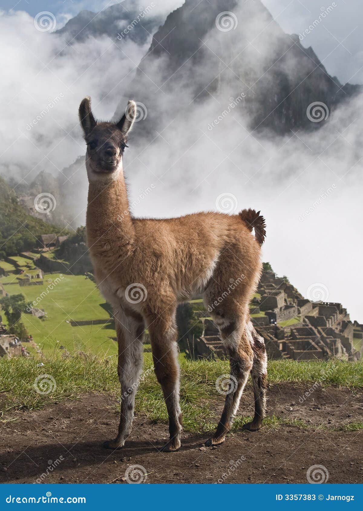 Lama Em Machu Picchu (Peru) Imagem de Stock - Imagem de pedra, famoso ...