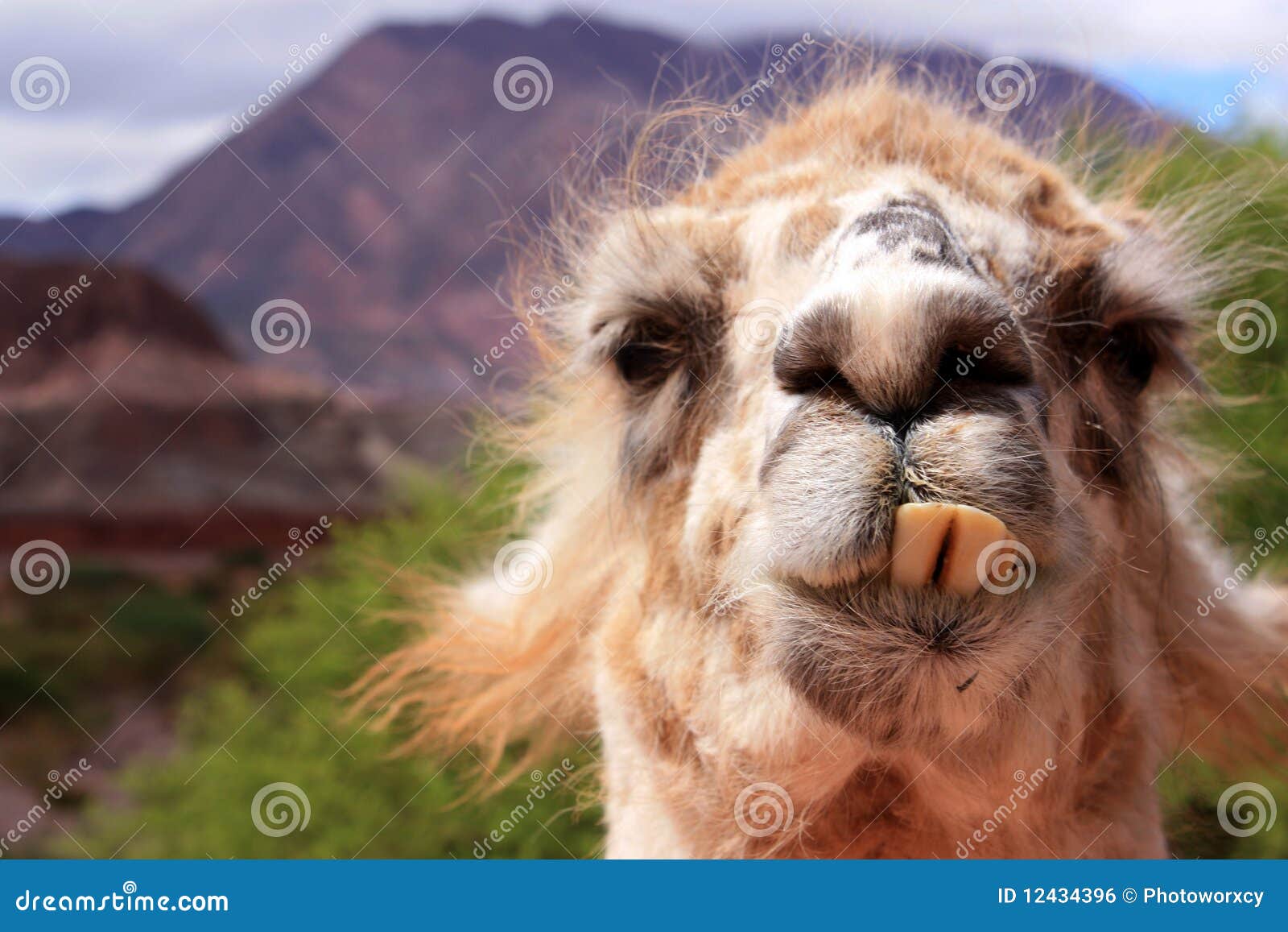 imagens de stock Lama - Baixe 197,004 Royalty Free