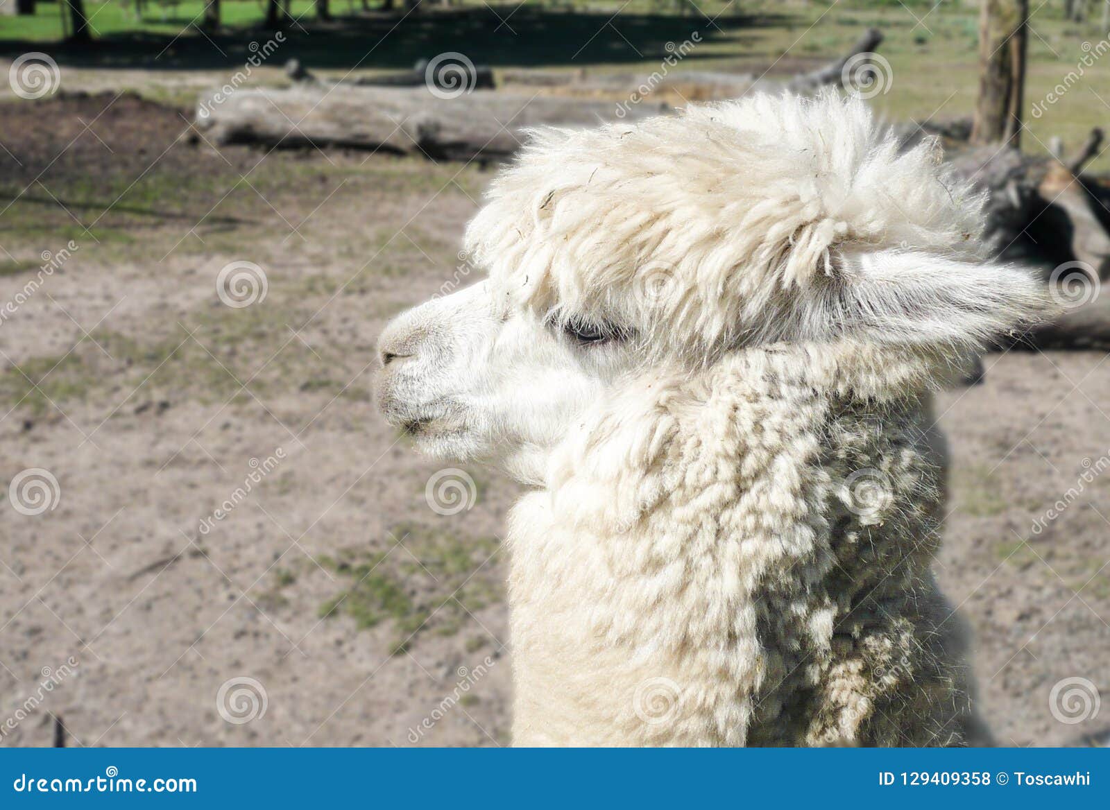 Lama Face Side View Portrait Stock Photo - Image of furry, andes: 129409358