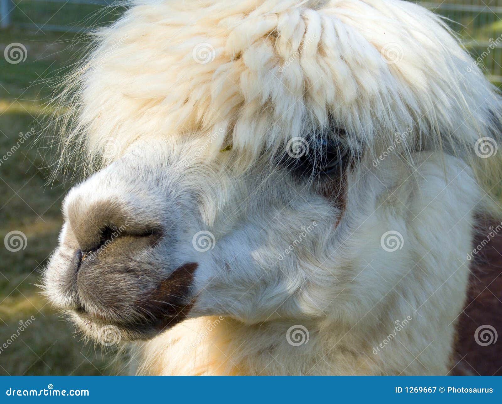 Lama - Face to face stock image. Image of pattern, animal - 1269667