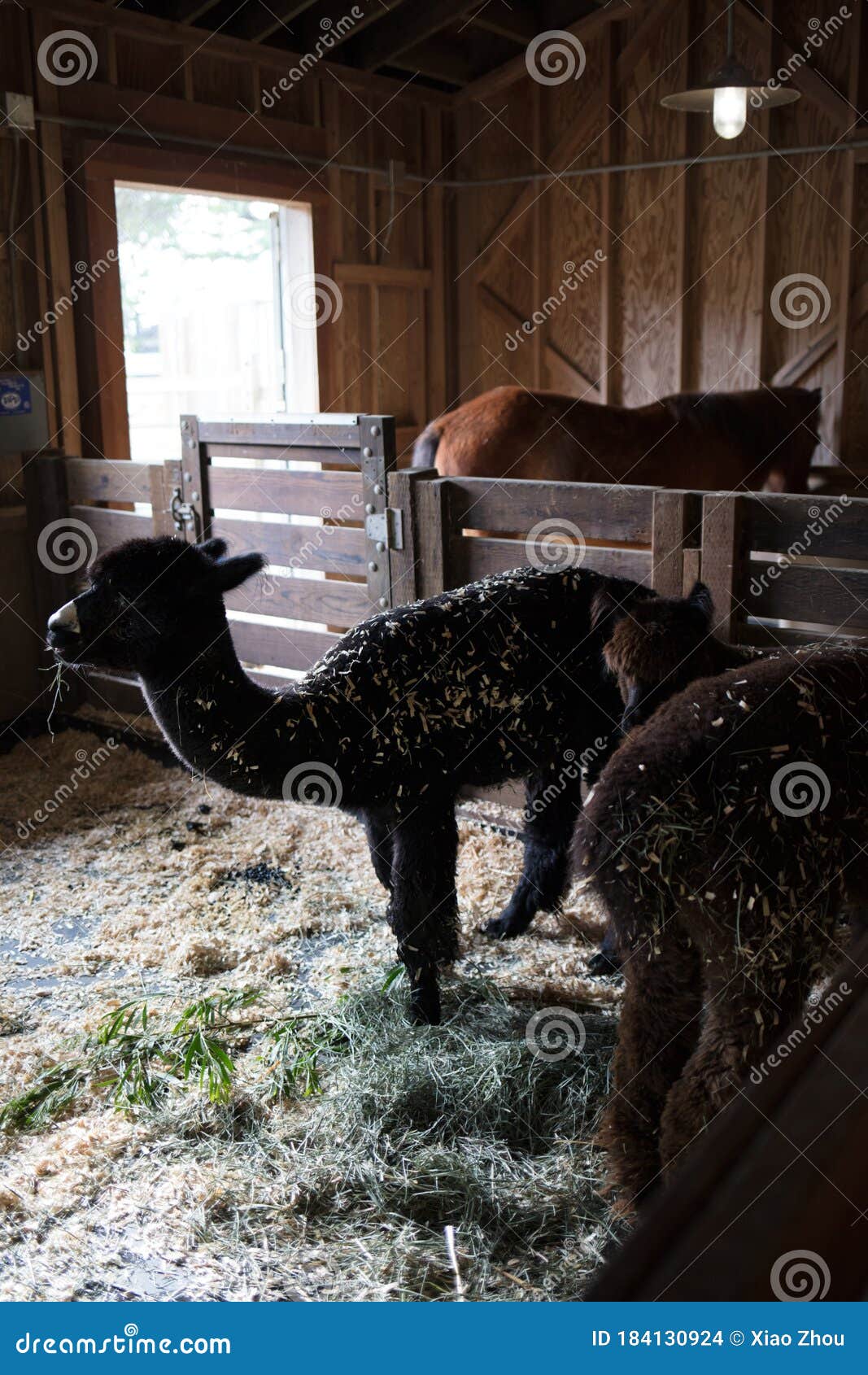 Lama farm stock photo. Image of playful, lamb, farm - 184130924