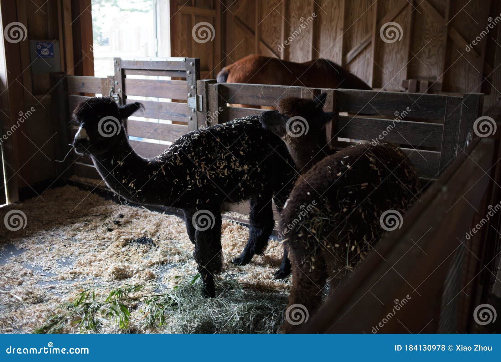 Lama farm stock photo. Image of farmland, home, playful - 184130978