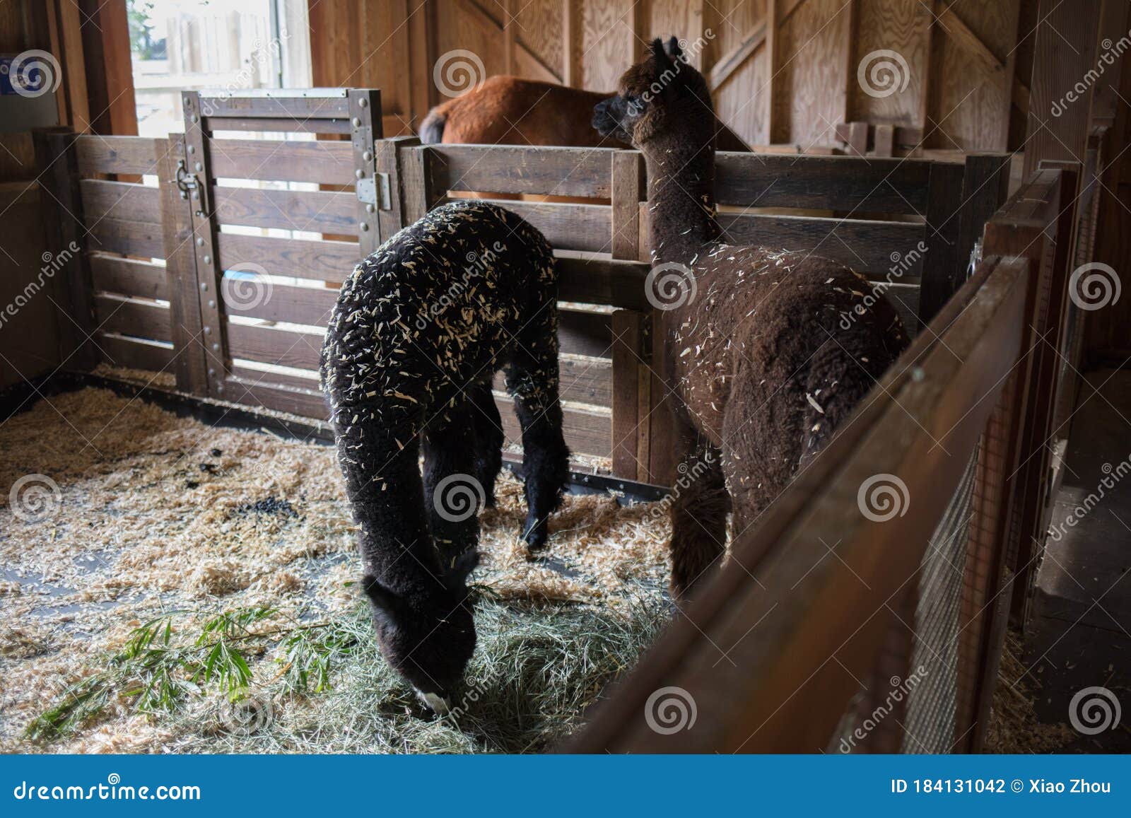 Lama farm stock photo. Image of siamese, farmland, shot - 184131042