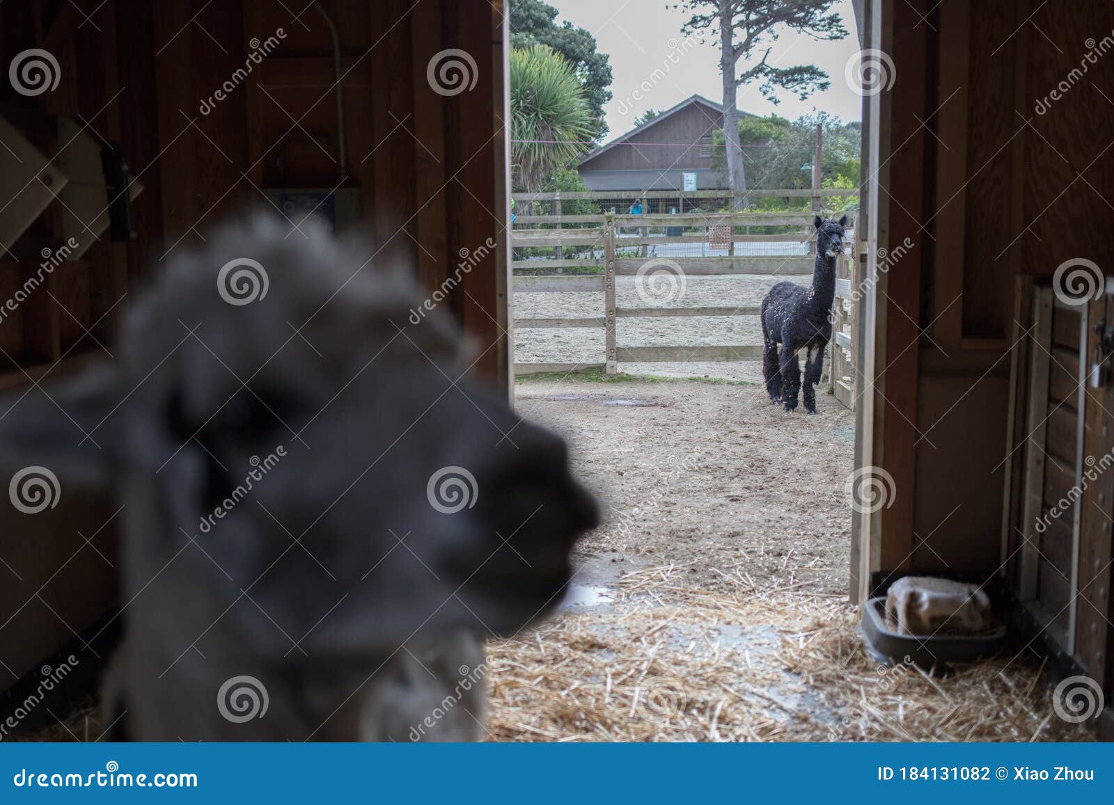 Lama farm stock photo. Image of tail, shot, eyes, farm - 184131082