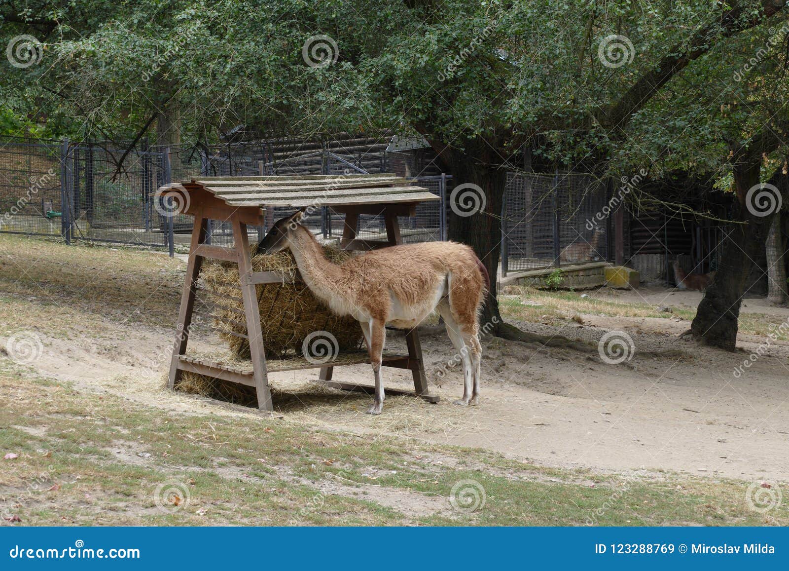 Lama feeding stock image. Image of funny, face, chewing - 123288769