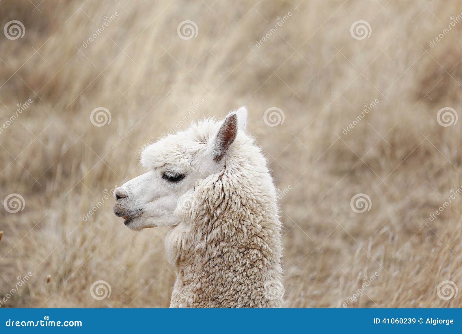 Lama stock image. Image of milk, summer, peru, mammals - 41060239