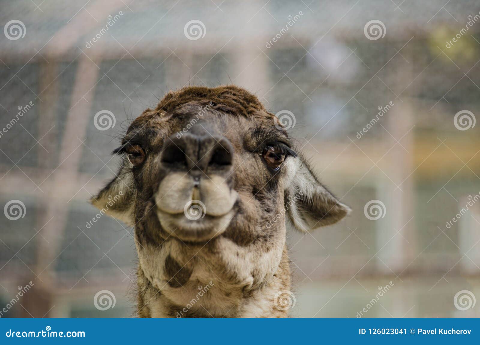 Lama in full face stock image. Image of animal, peru - 126023041