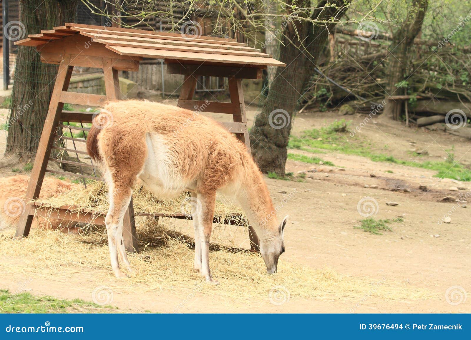 Lama stock photo. Image of grass, wildlife, animal, feeding - 39676494