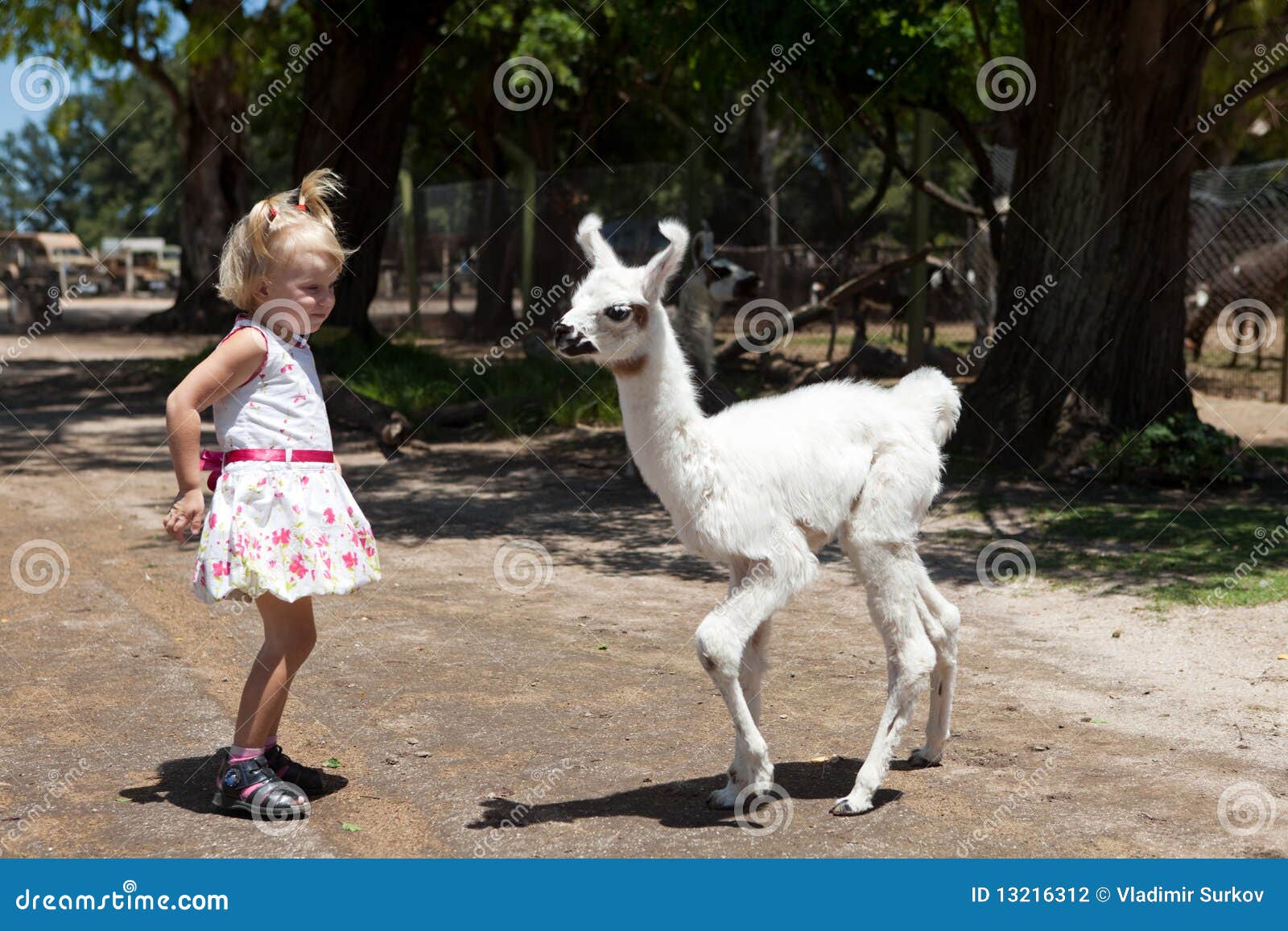 Lama and girl stock photo. Image of nature, lama, animal - 13216312