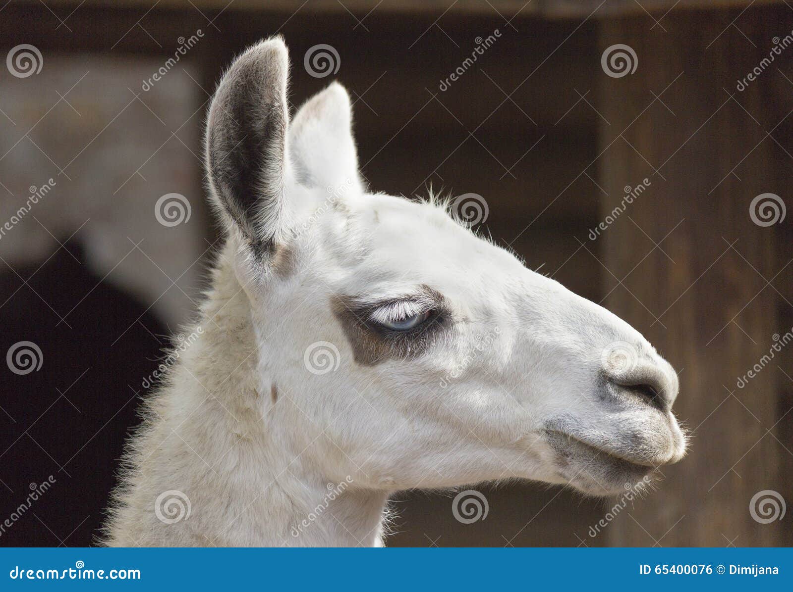 Lama stock photo. Image of head, face, animal, nature - 65400076