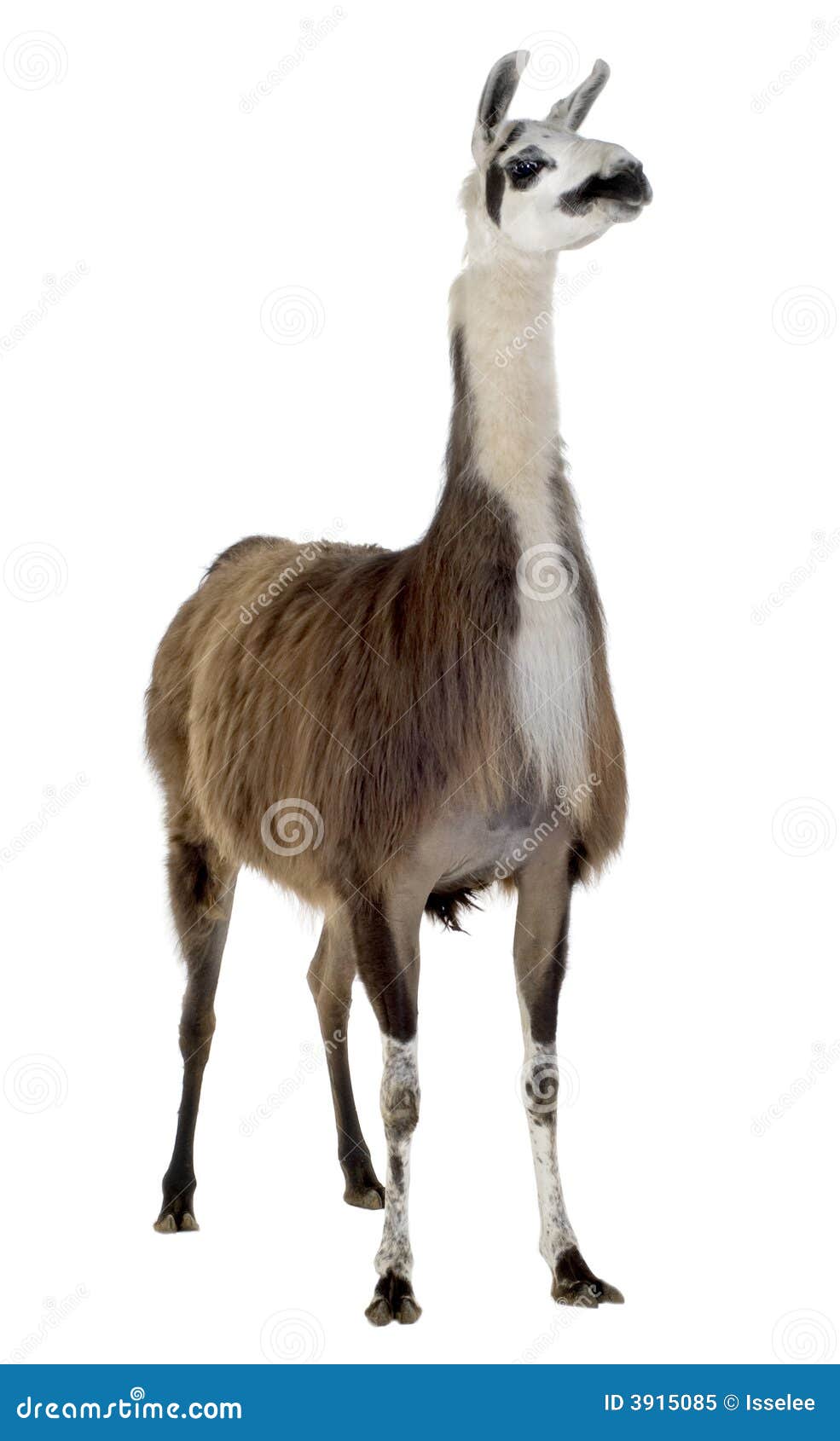 Lama - glama van de Lama stock afbeelding. Image of bont - 3915085