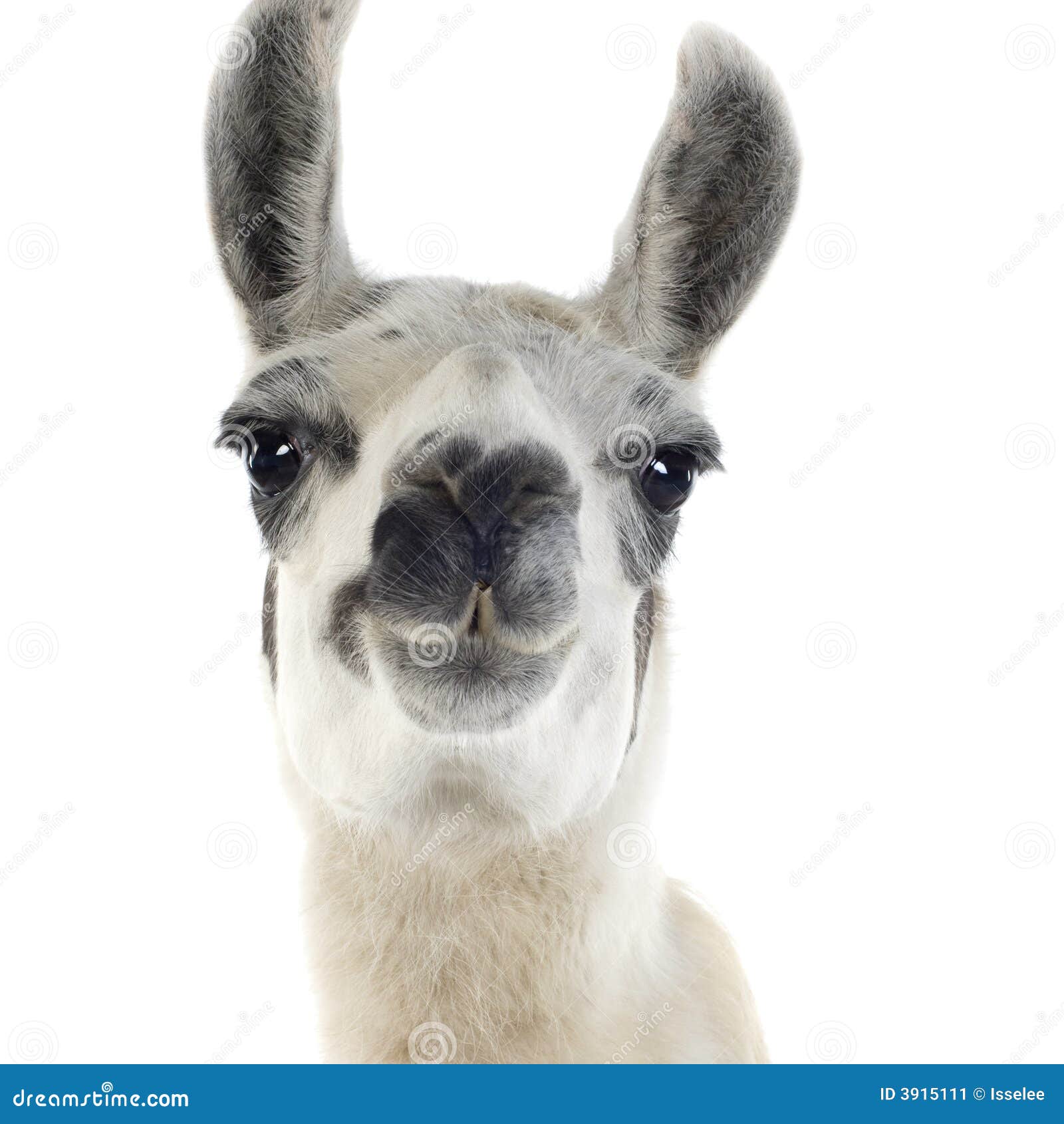 Lama - glama van de Lama stock afbeelding. Image of schot - 3915111