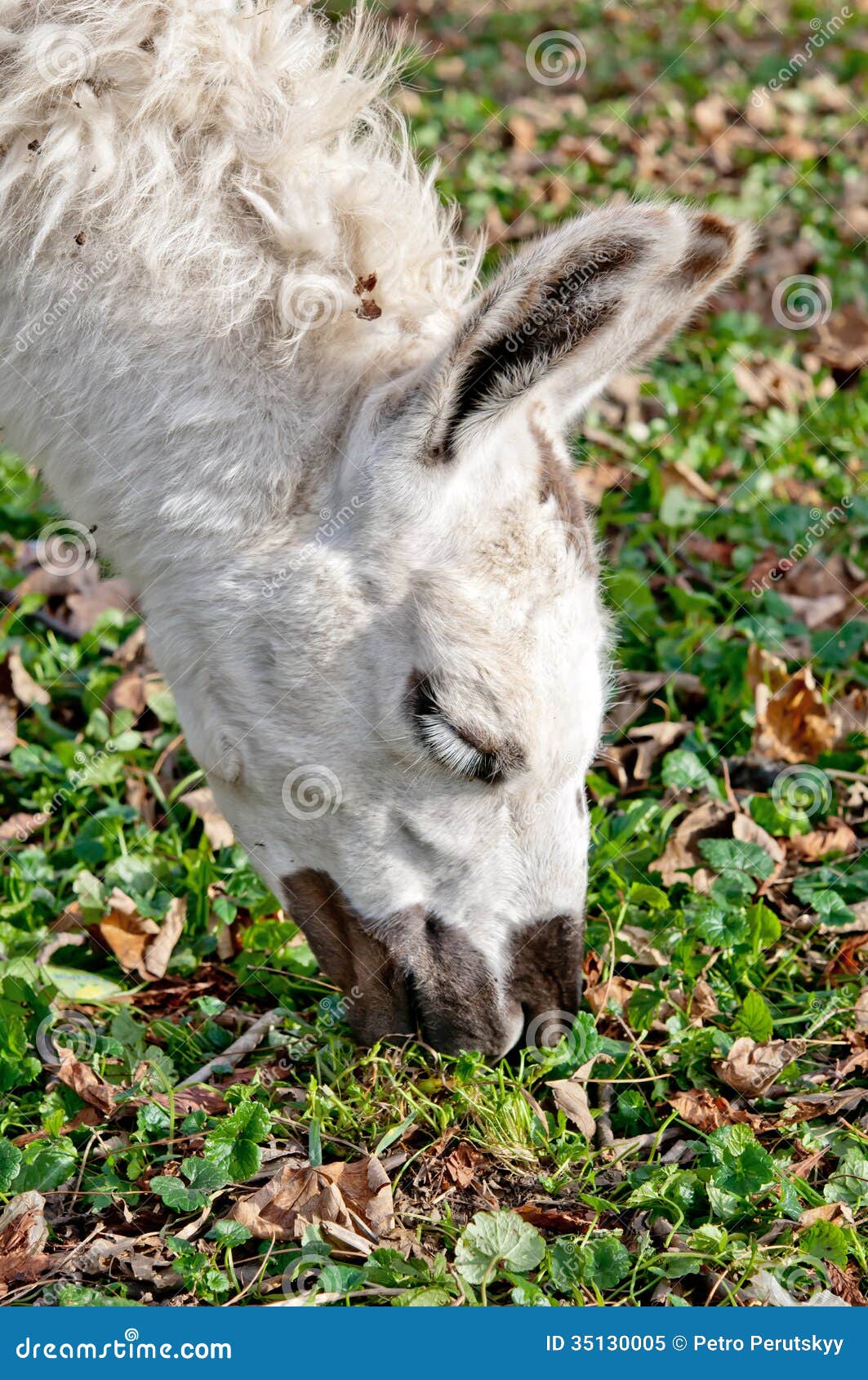 A lama stock image. Image of grass, cloud, lama, brown - 35130005