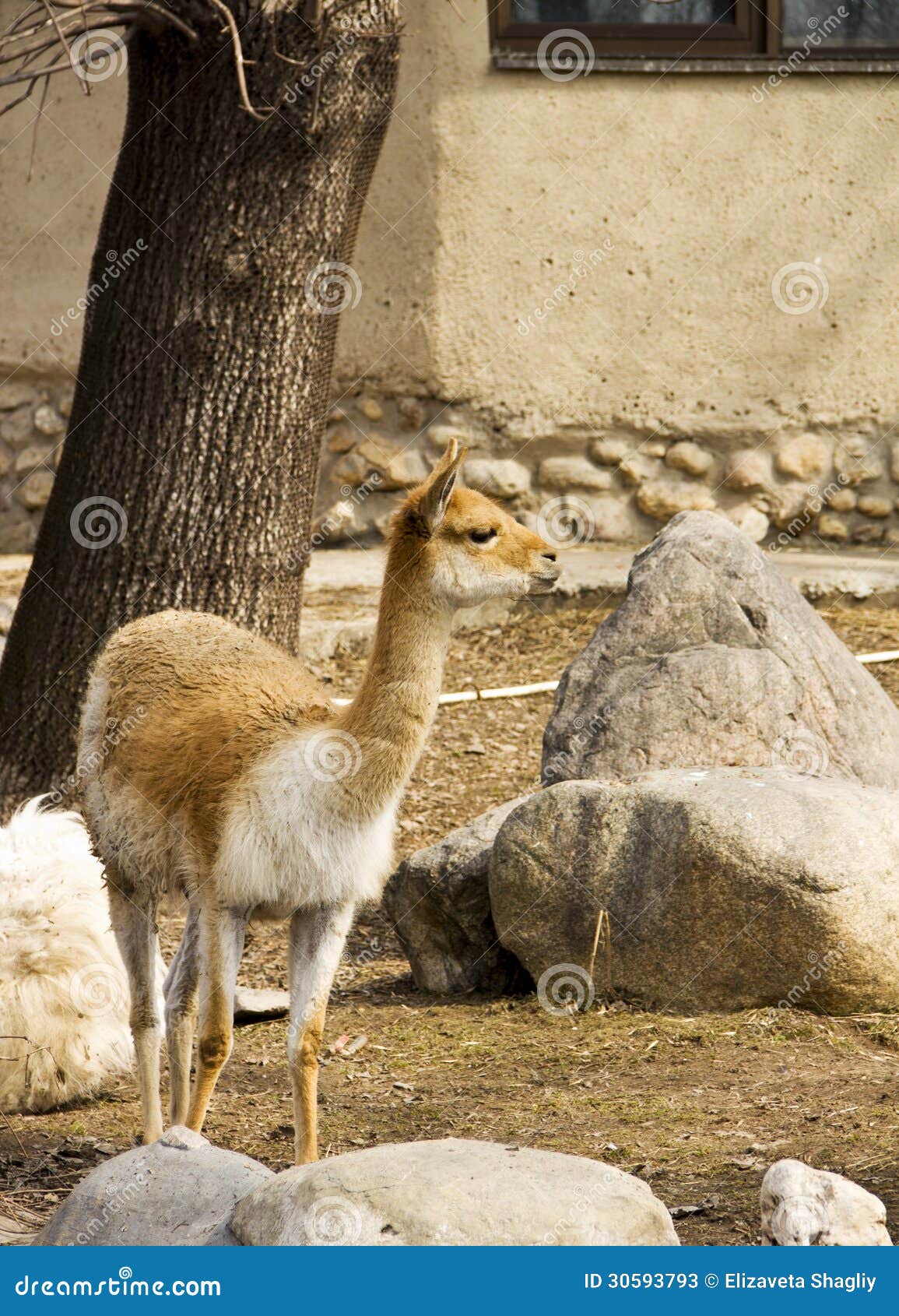 Lama Guanaco stock image. Image of steppe, hair, wilderness - 30593793