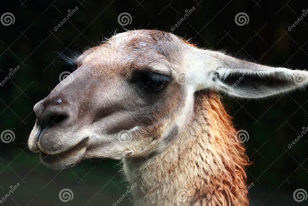 Lama Head stock image. Image of llama, wild, wildlife - 15074345