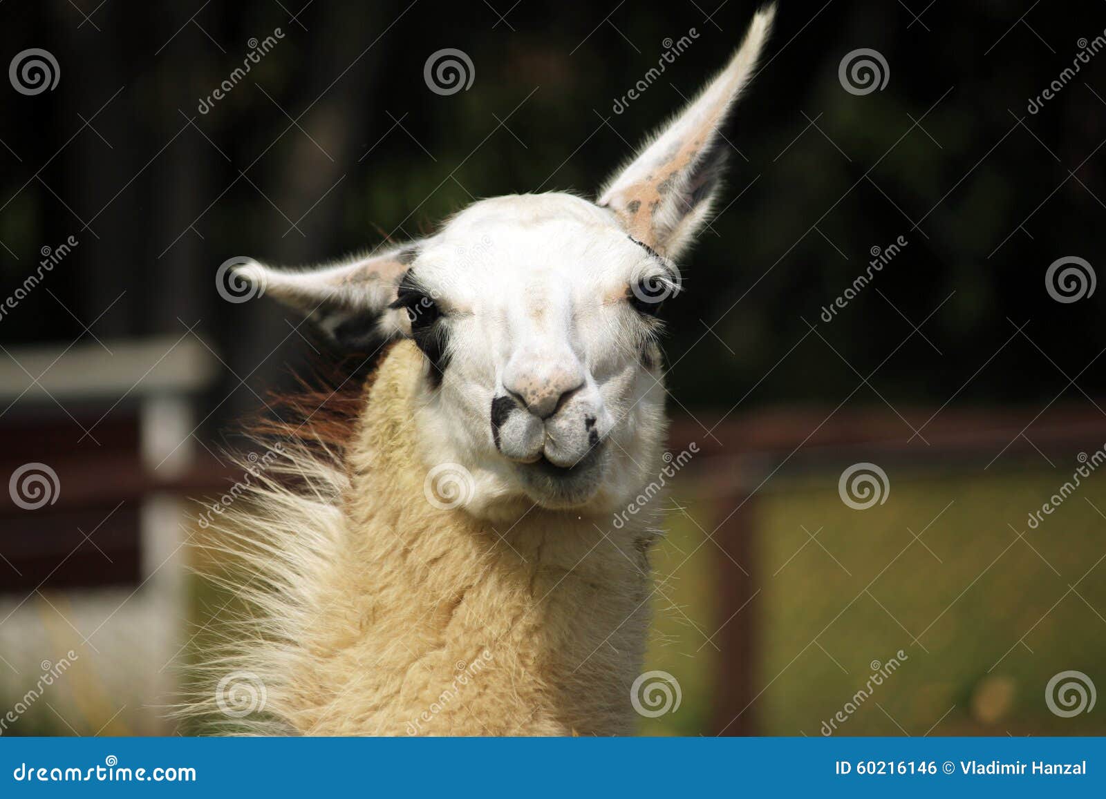 Lama stock photo. Image of watching, looking, pasture - 60216146
