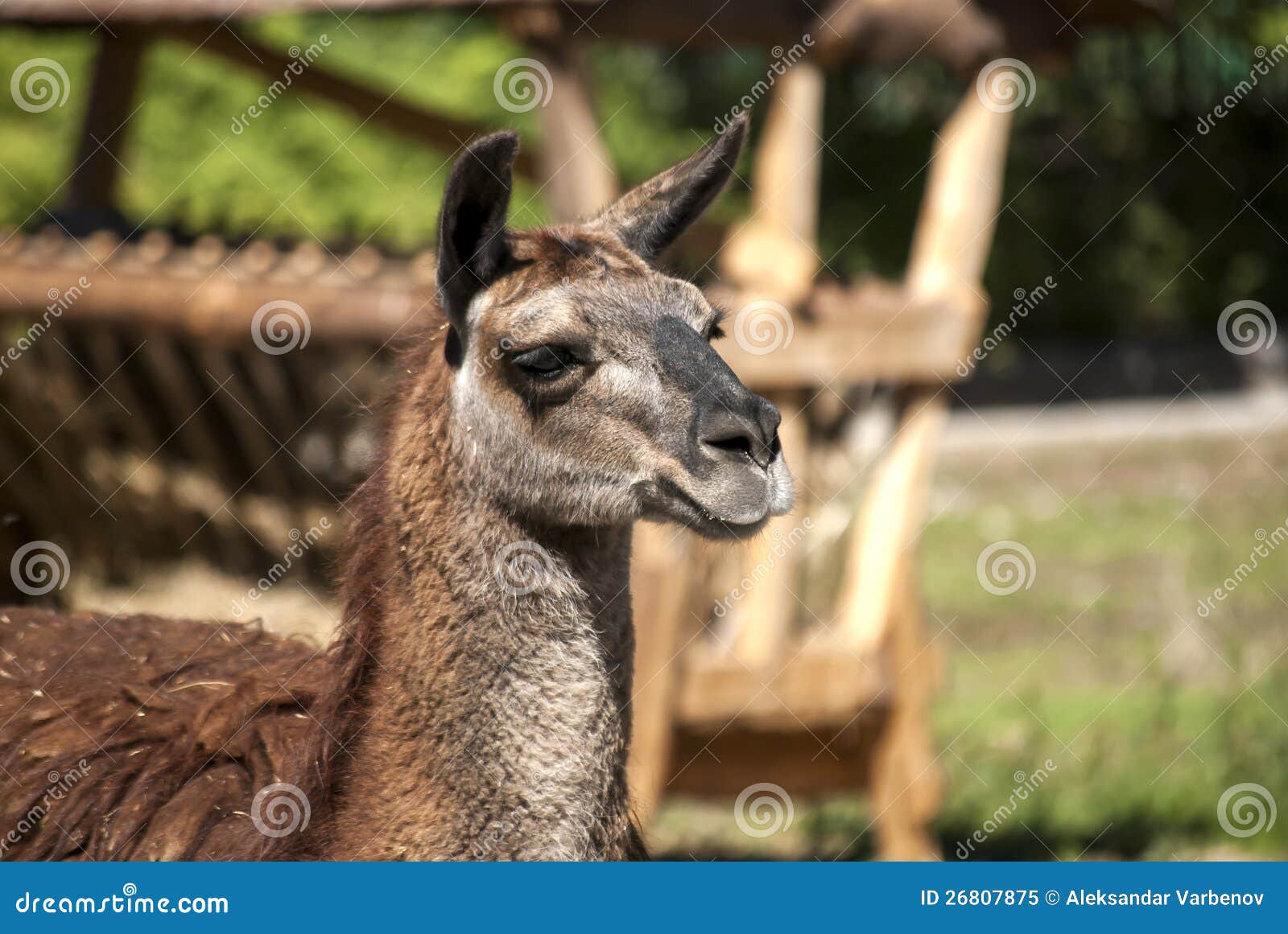 Lama head right profile stock image. Image of creature - 26807875