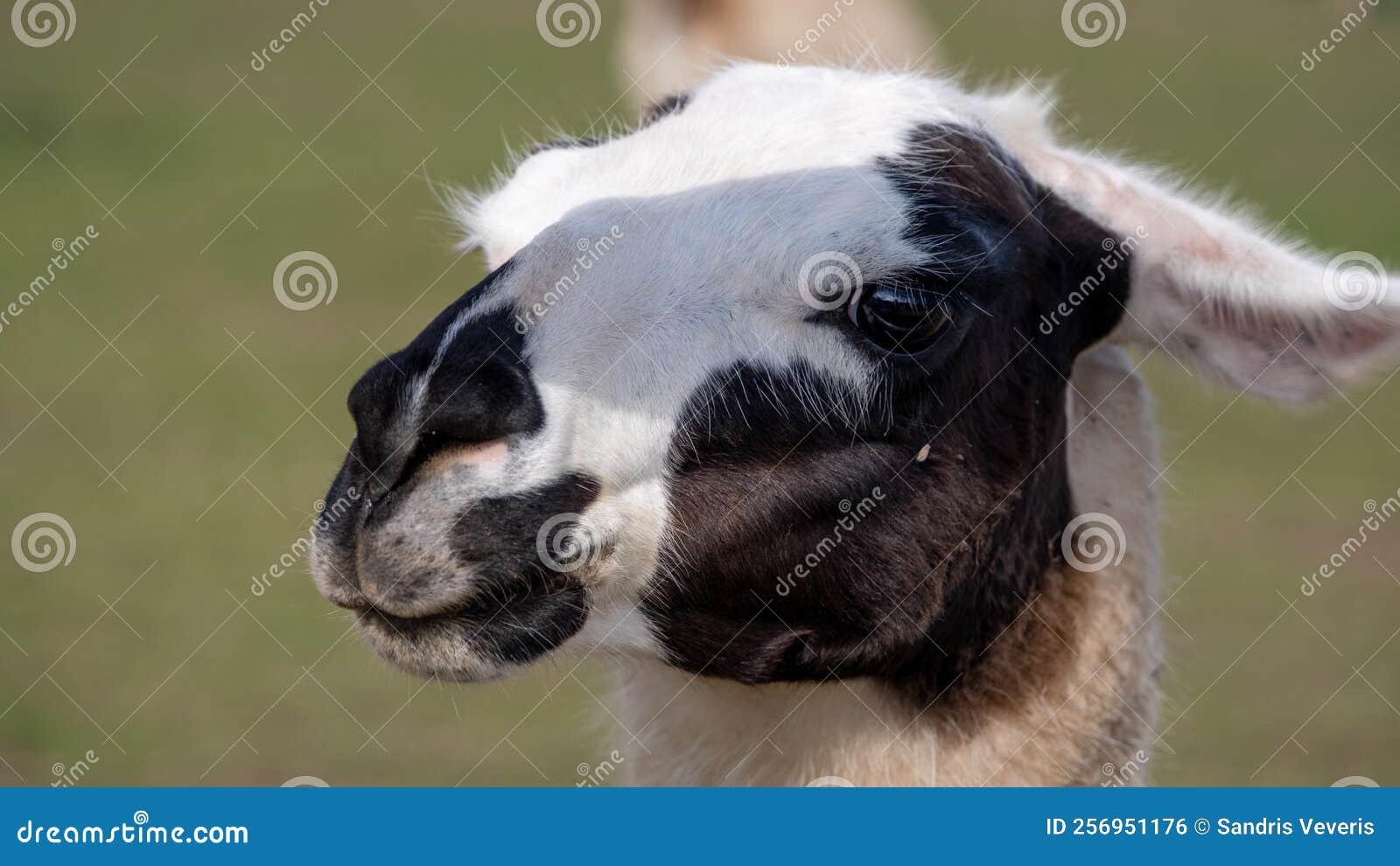 Lama Head White with Black To Left. Mini Zoo. Stock Photo - Image of ...