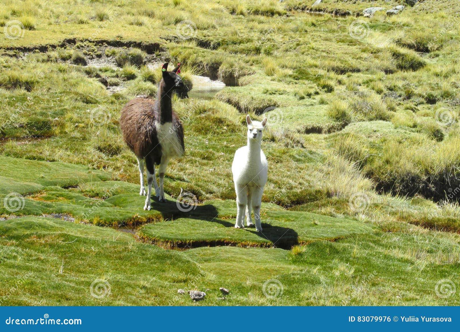 Lama and her small baby stock photo. Image of inca, camelid - 83079976