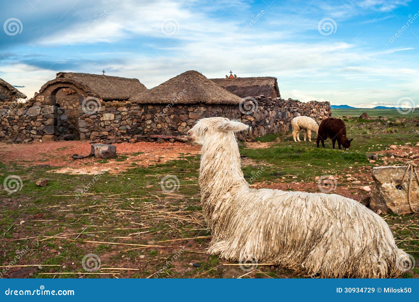 Lama at Home stock image. Image of south, america, nature - 30934729